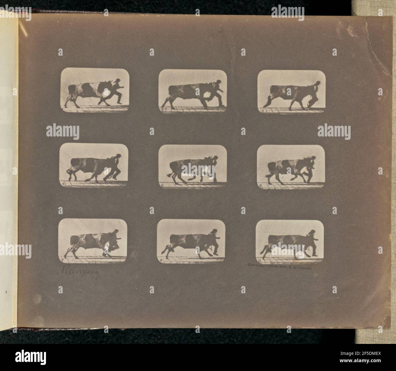 Running. Nine frames depicting an ox in motion with its handler. The ...