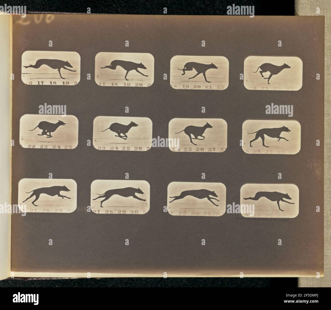 Running. Twelve frames depicting a Greyhound running. The frames are ...