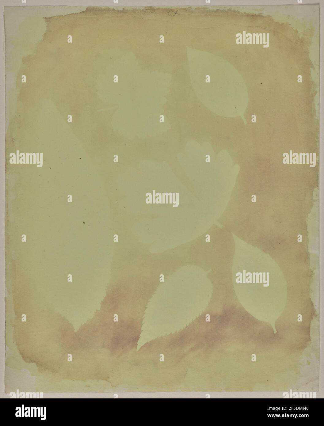 Arrangement of Six Leaves (Sunlight Test of Fixing). William Henry Fox ...