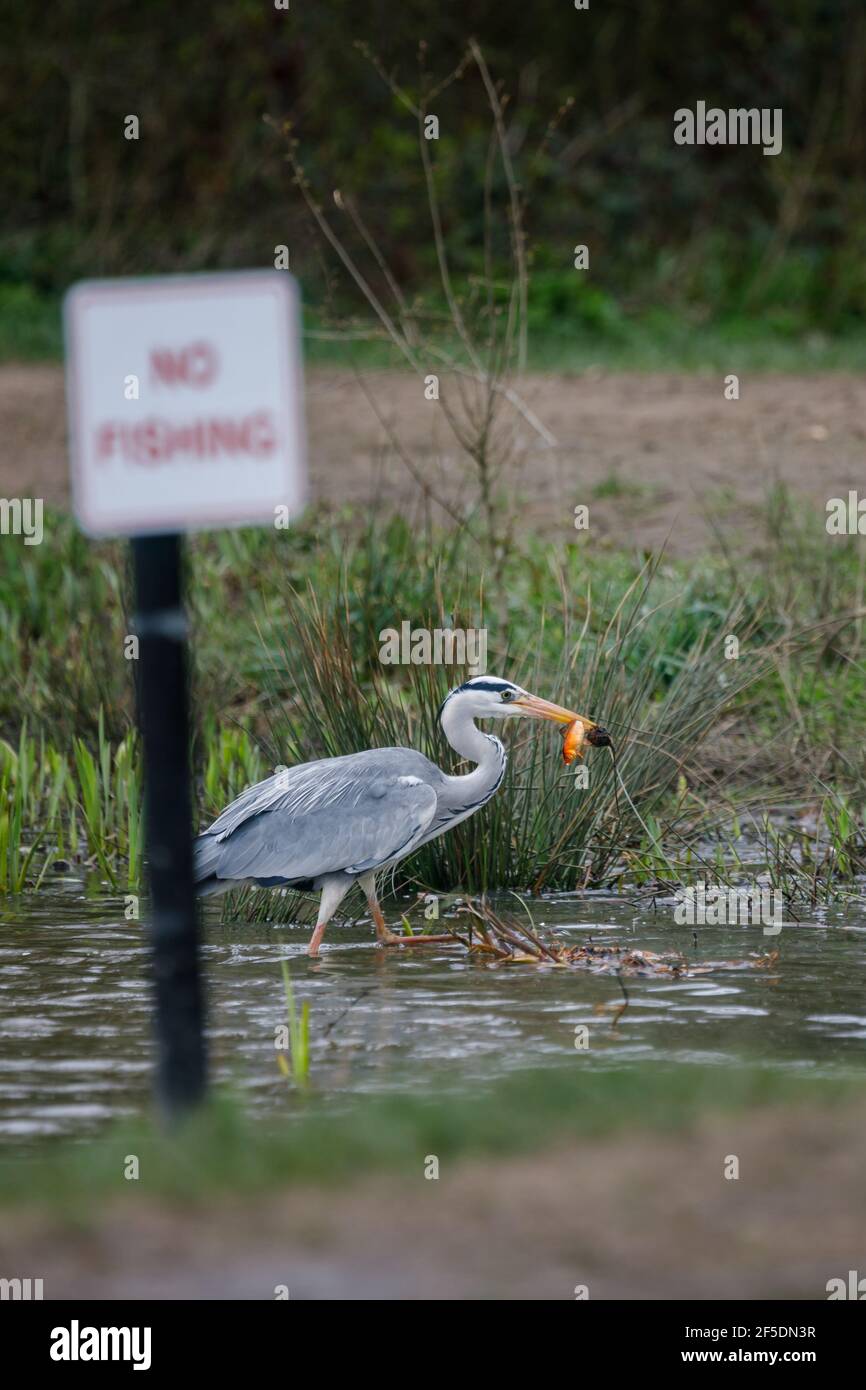 Rose hill wetlands hi-res stock photography and images - Alamy
