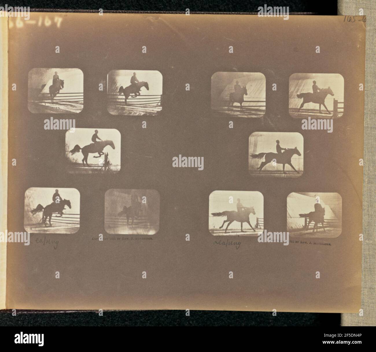 Leaping. Two sets of five frames depicting a horse approaching and ...
