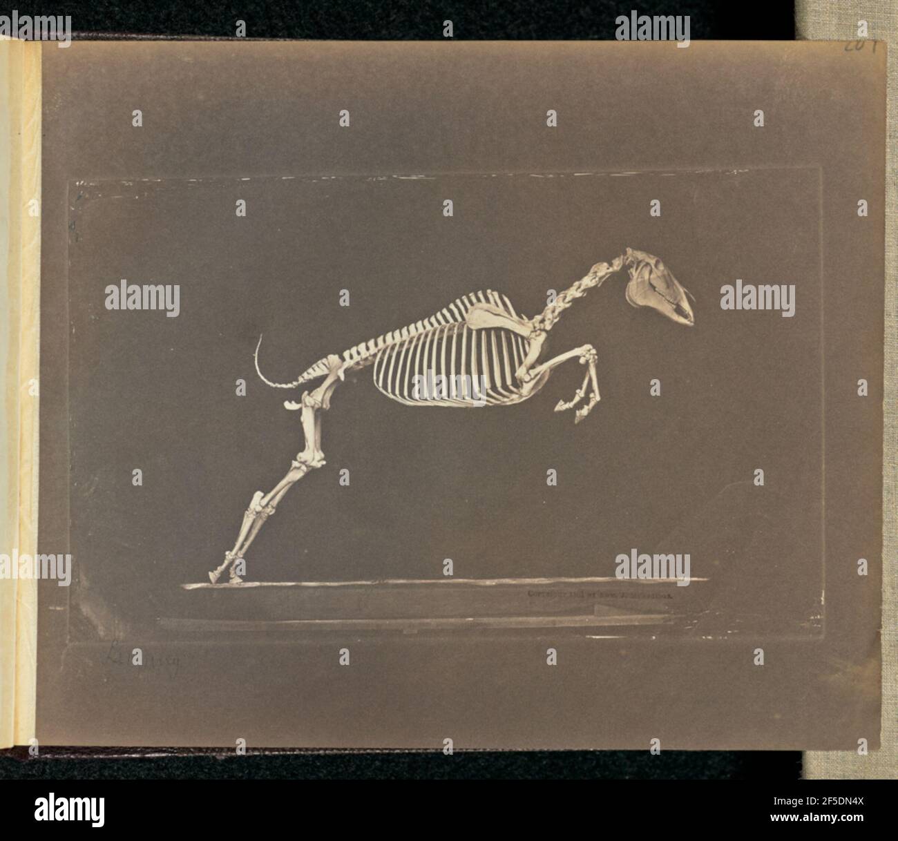 Leaping. Skeleton of a horse, arranged as if it were in a jumping ...