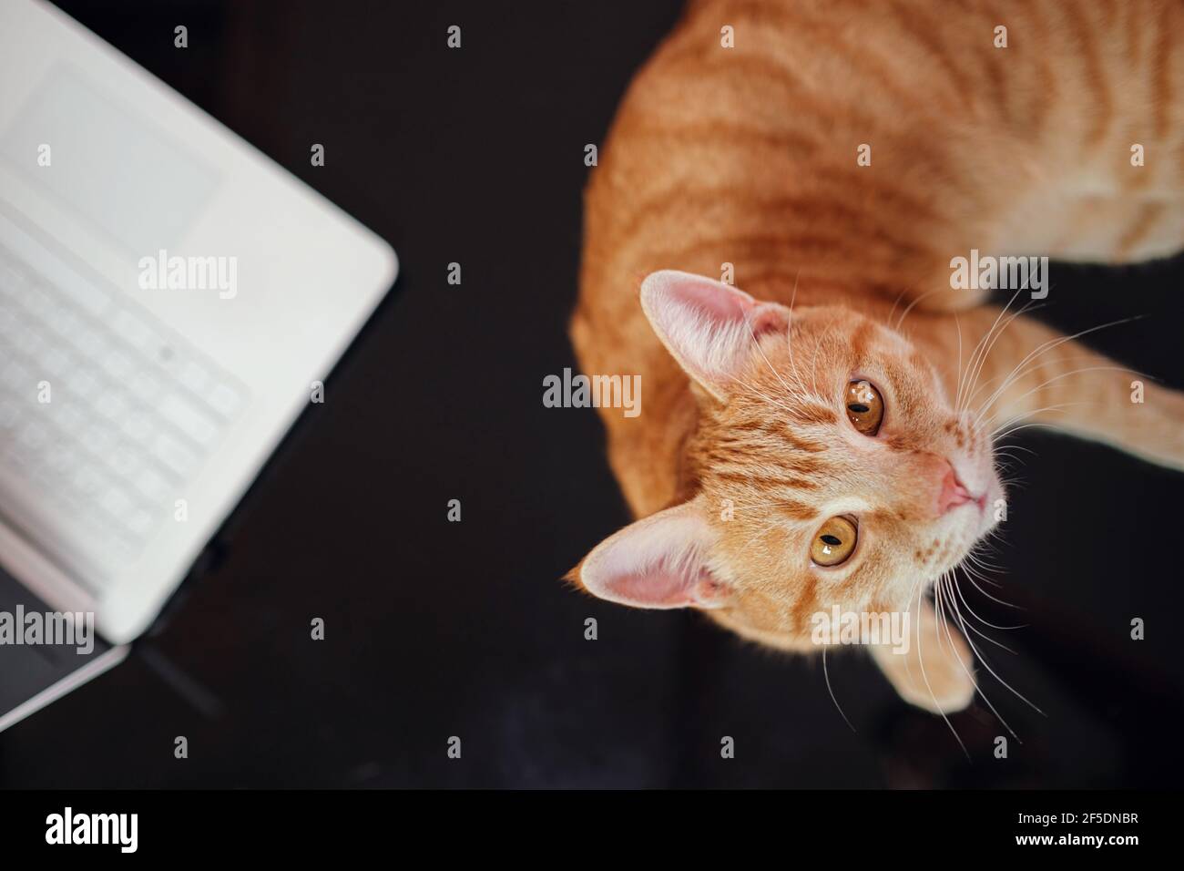 Working concept - computer and ginger tabby cat. difficulties and joys ...