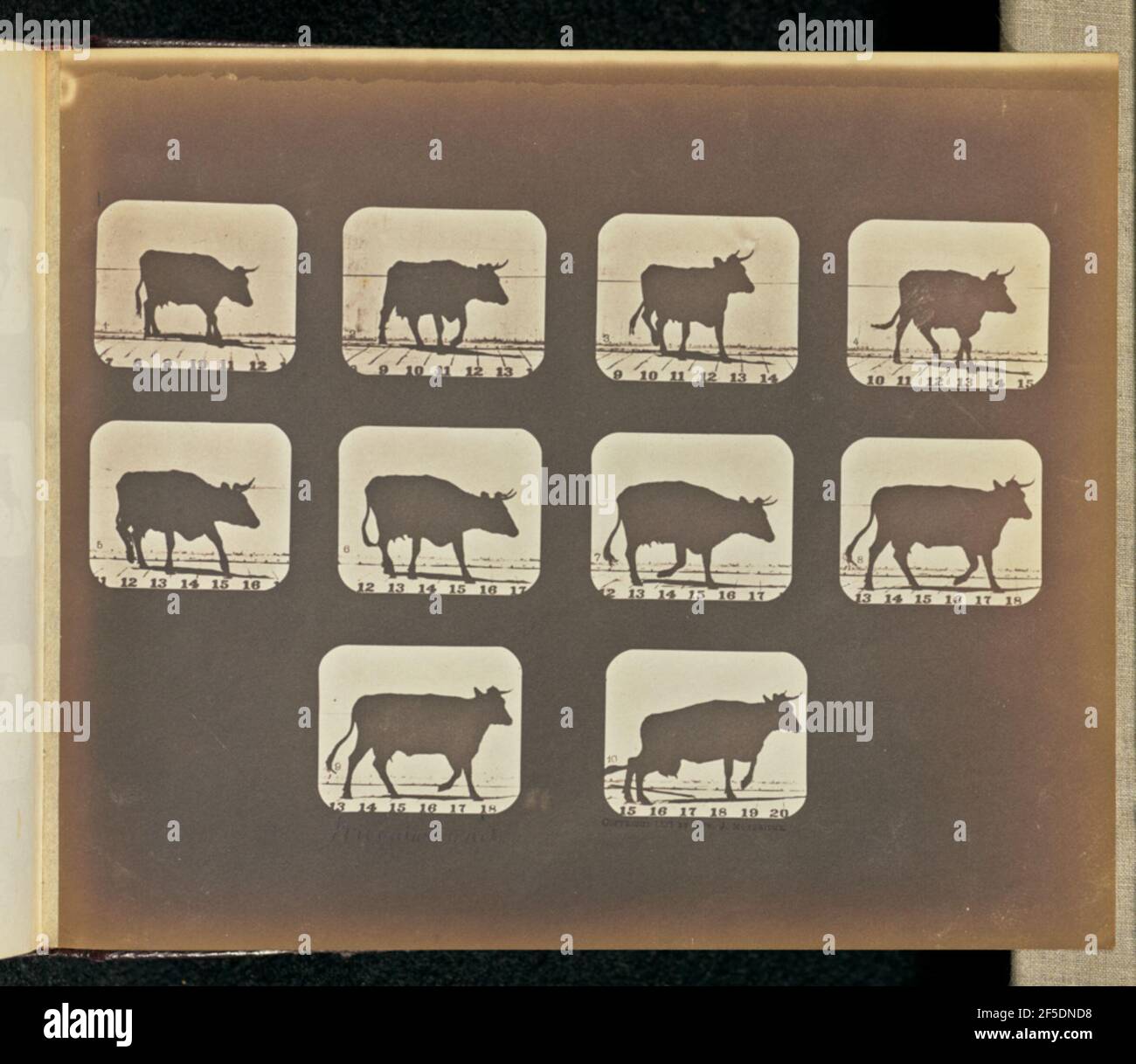 Irregular Gait. Ten frames depicting a cow in motion. The frames are ...