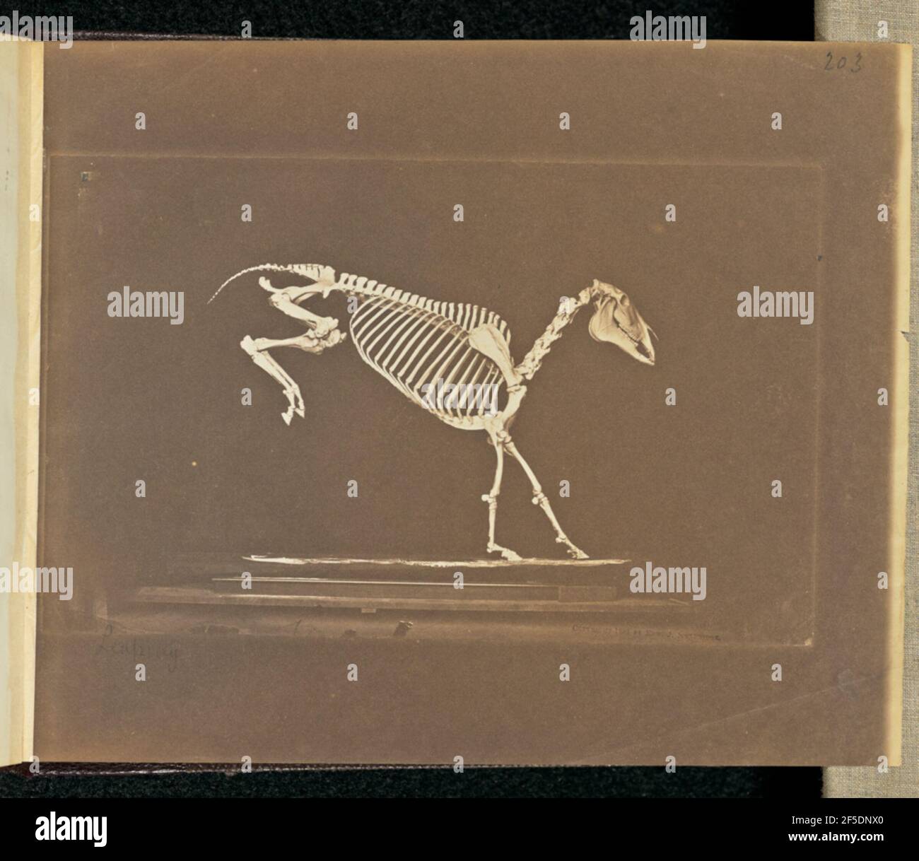Leaping. Skeleton of a horse, arranged as if it were in a landing ...