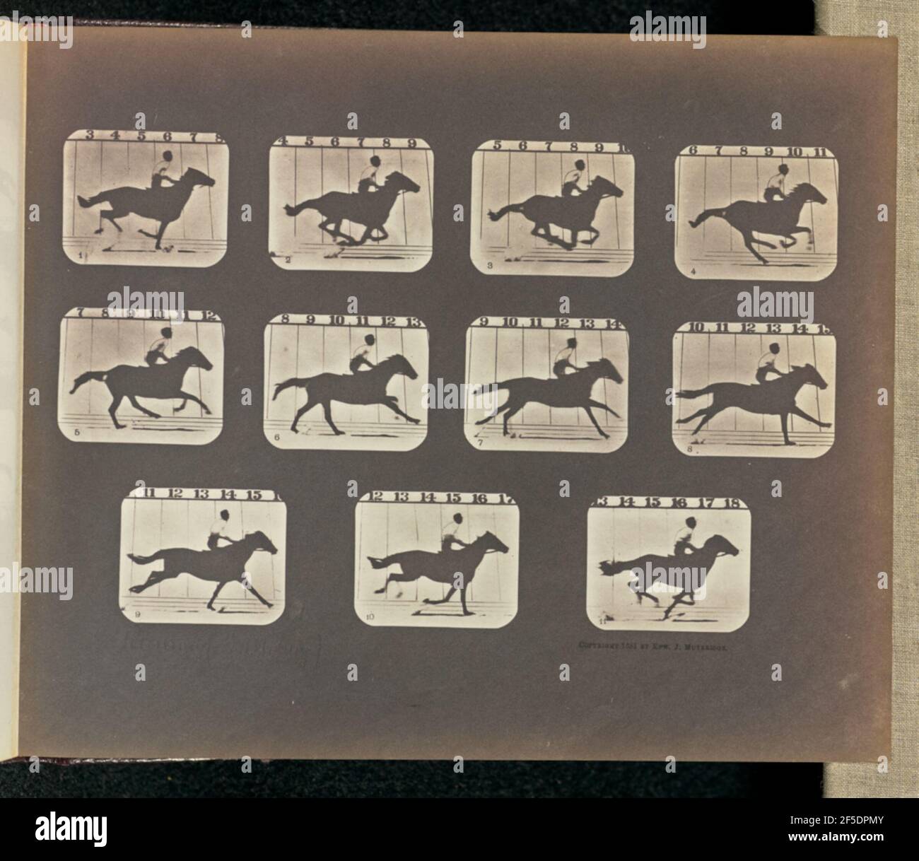 Running (Galloping). Eleven frames depicting a horse galloping with a ...
