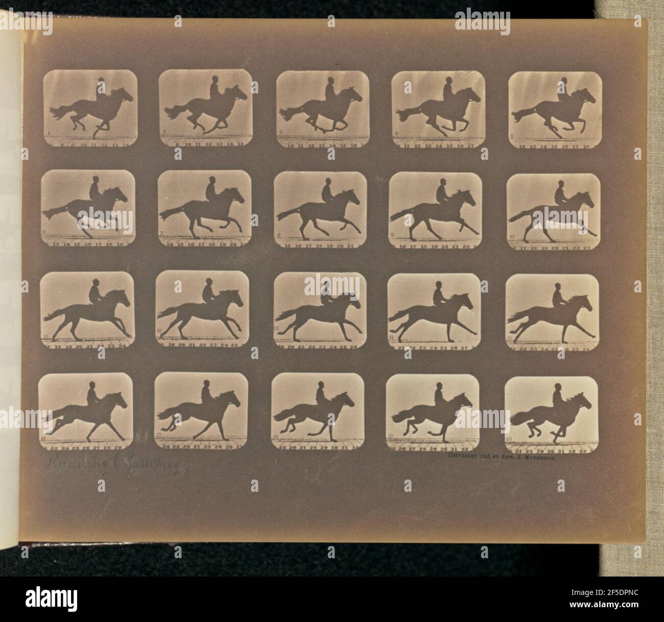 Running (Galloping). Twenty frames depicting a horse galloping with a ...