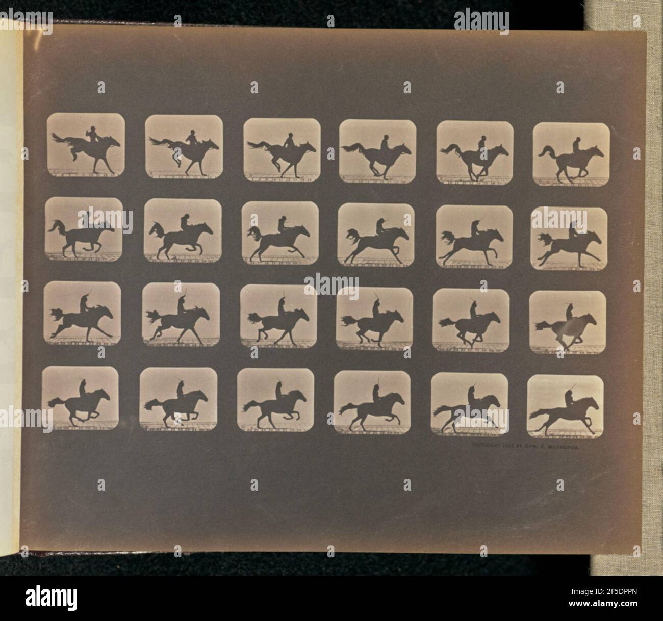 Leaping. Twenty-four frames depicting a horse landing after jumping ...