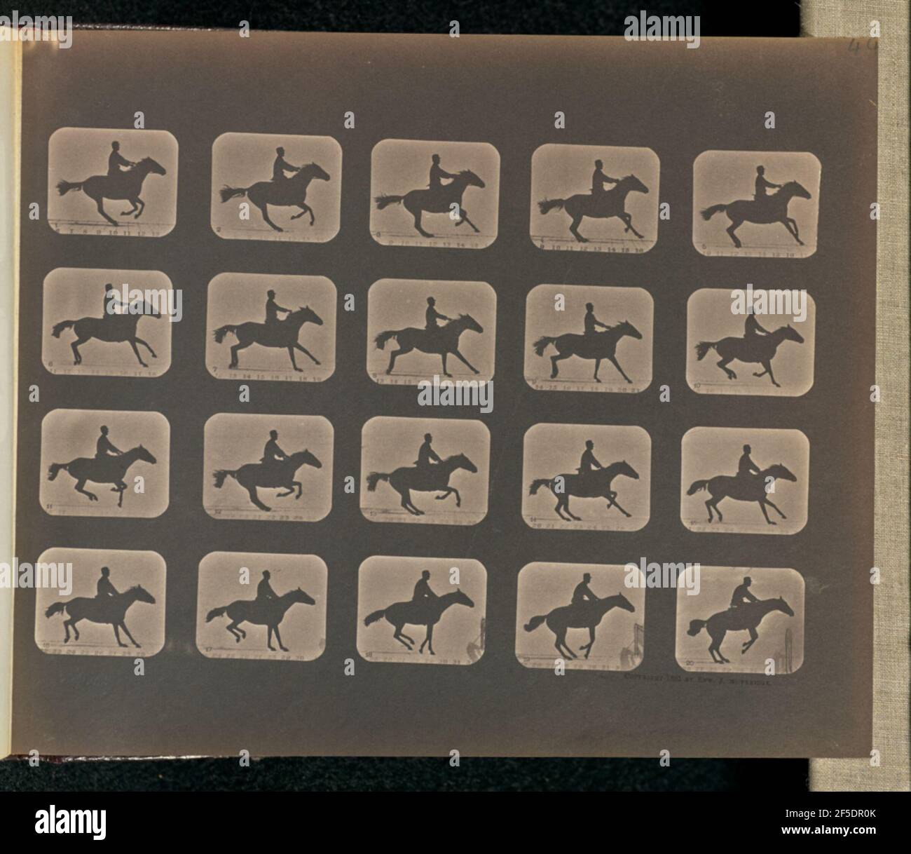 Leaping. Twenty frames depicting a horse approaching and jumping over ...