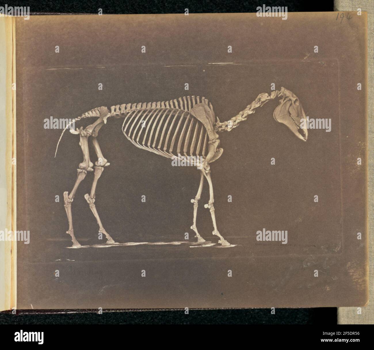 Standing. Skeleton of a horse in a standing position.. (Recto, print ...