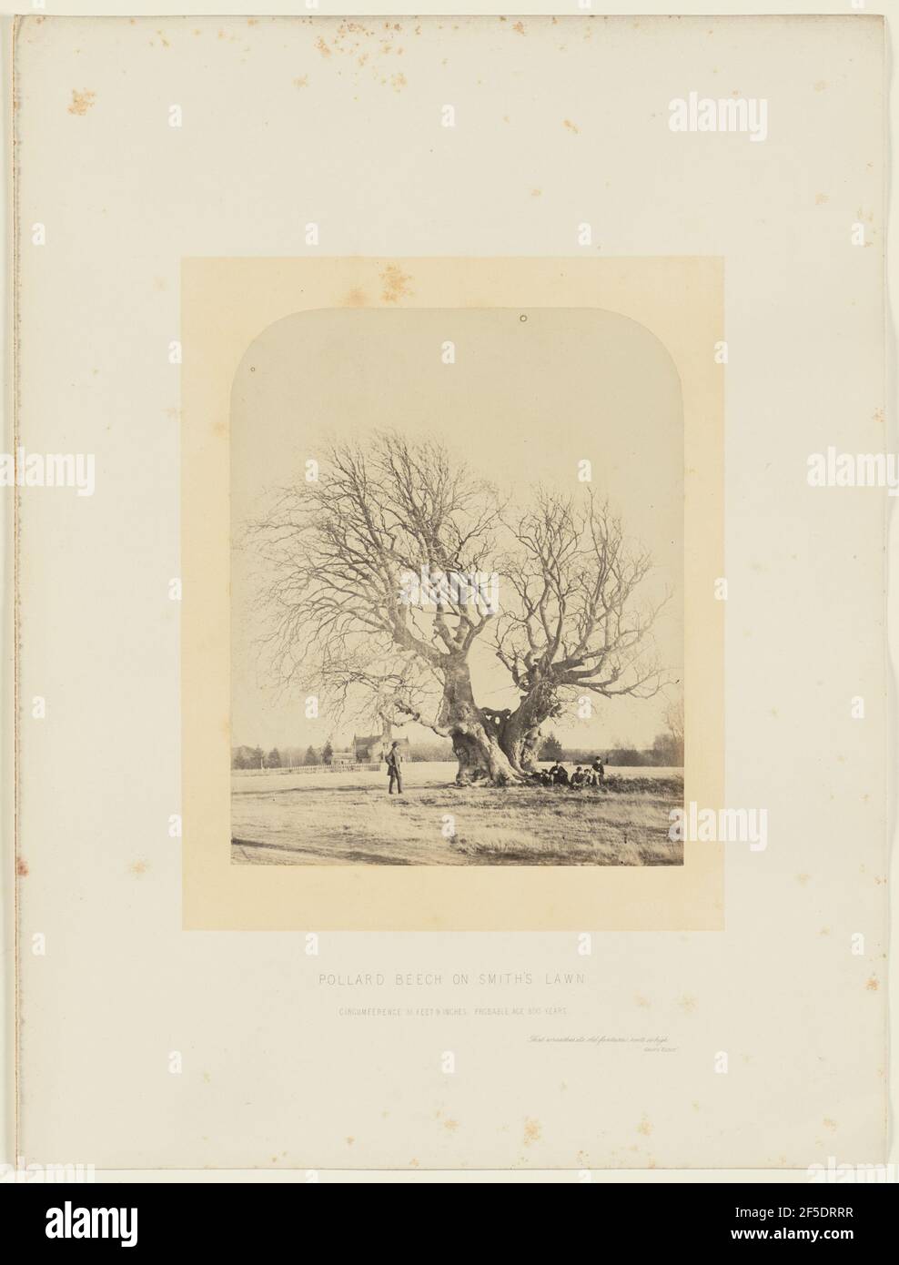 Pollard Beech on Smith's Lawn Stock Photo - Alamy