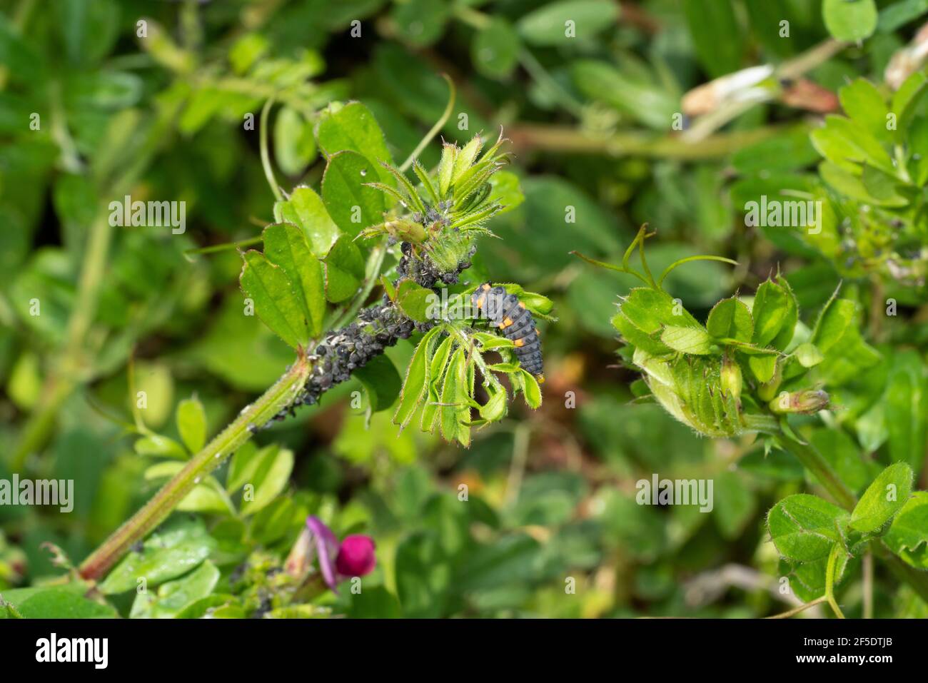 Lady bug larva aphids hi-res stock photography and images - Alamy