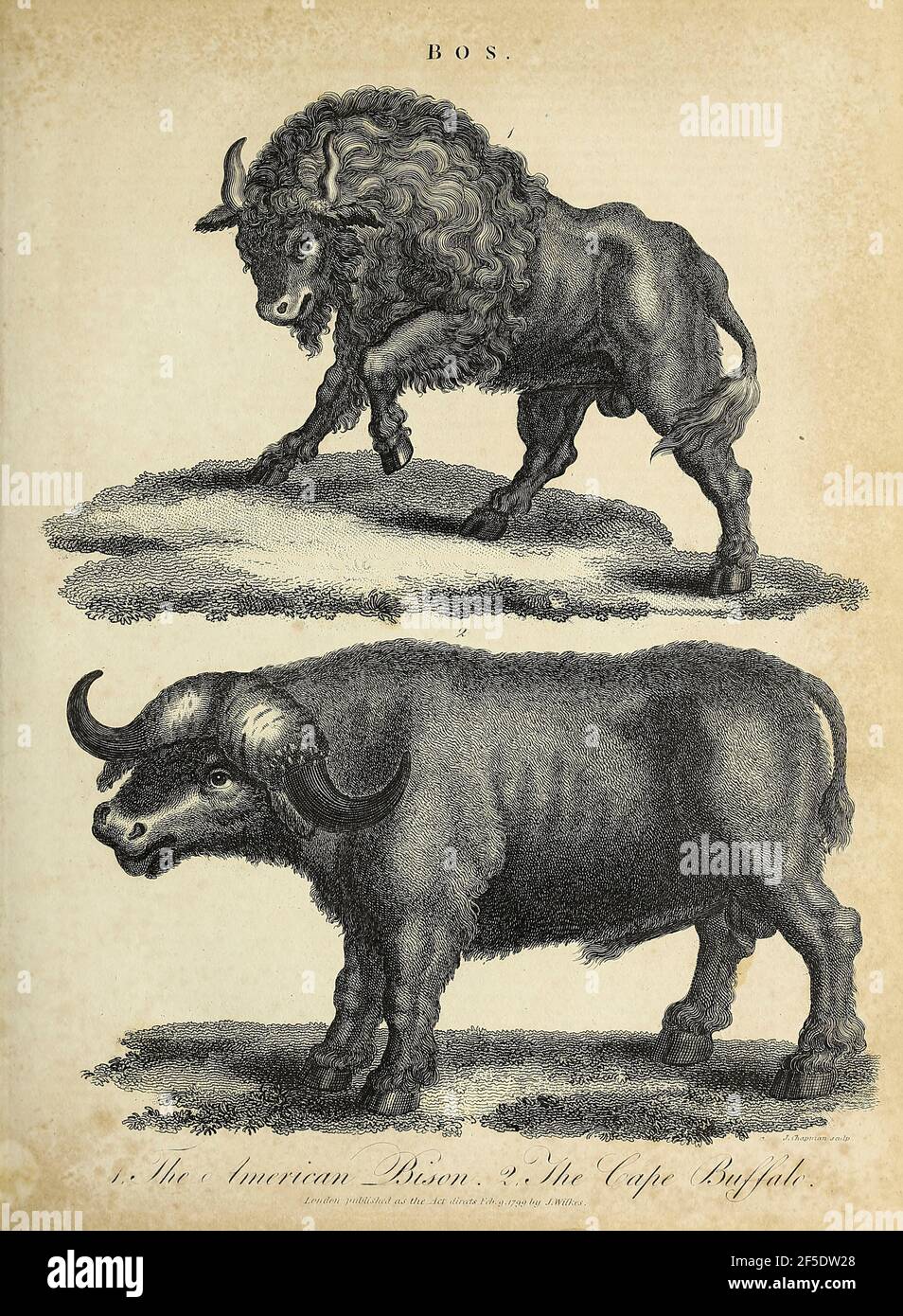 Bos - The American Bison (top) The Cape Buffalo (Bottom) Copperplate ...