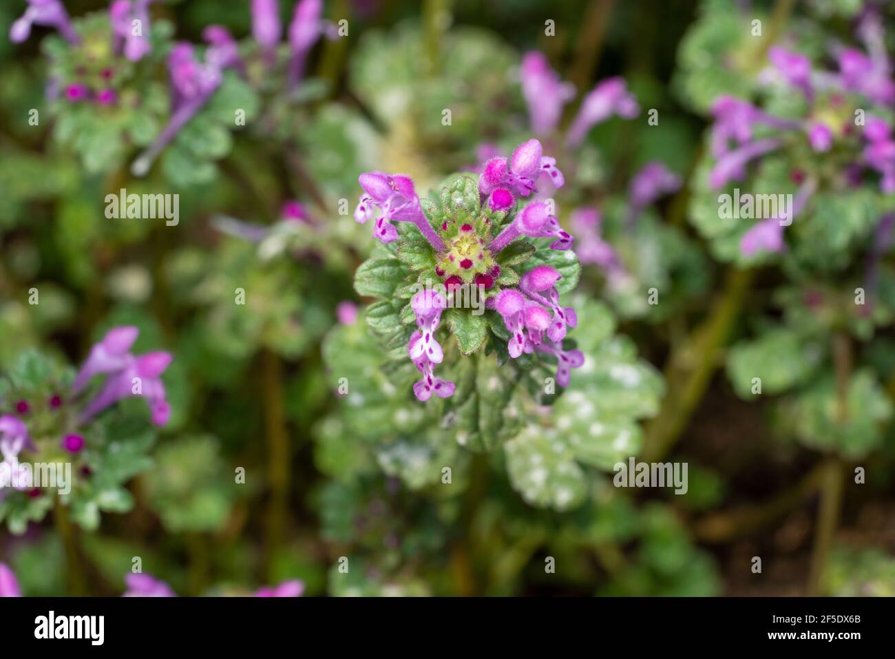 Common henbit (Lamium amplexicaule), Isehara City, Kanagawa Prefecture ...