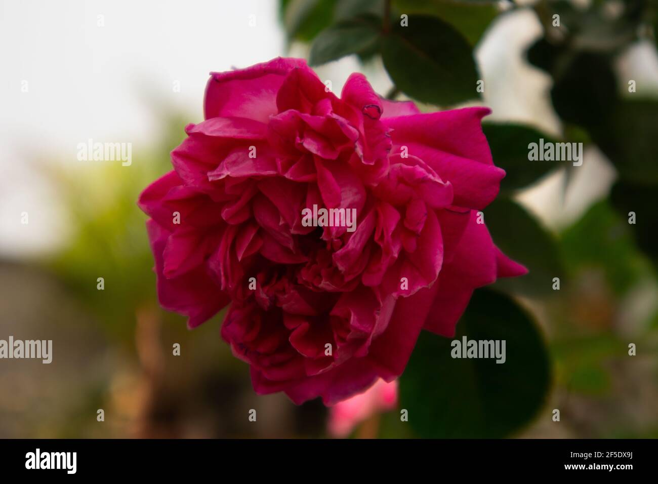 Big red rose hi-res stock photography and images - Alamy