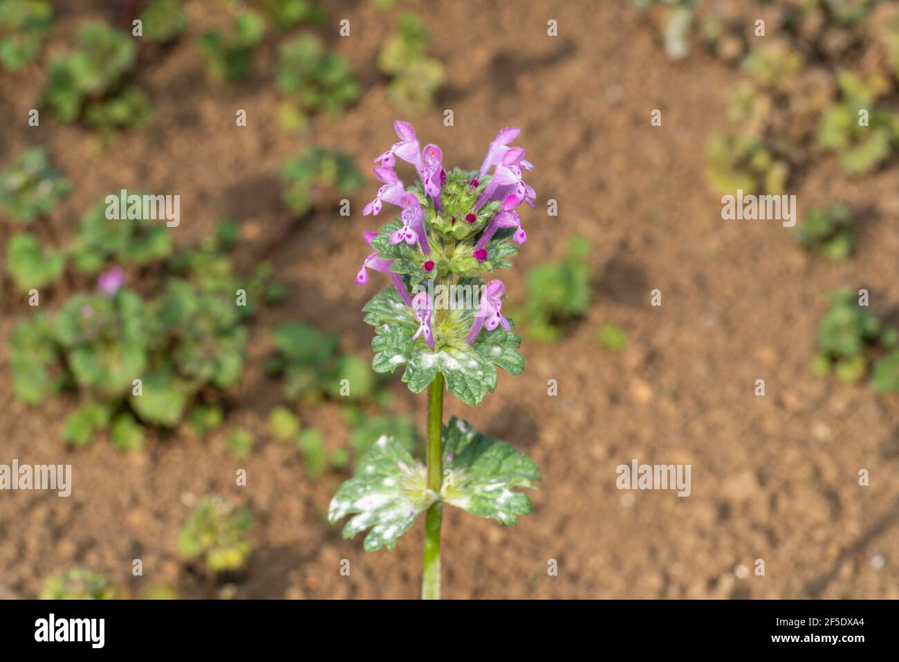 Common henbit (Lamium amplexicaule), Isehara City, Kanagawa Prefecture ...