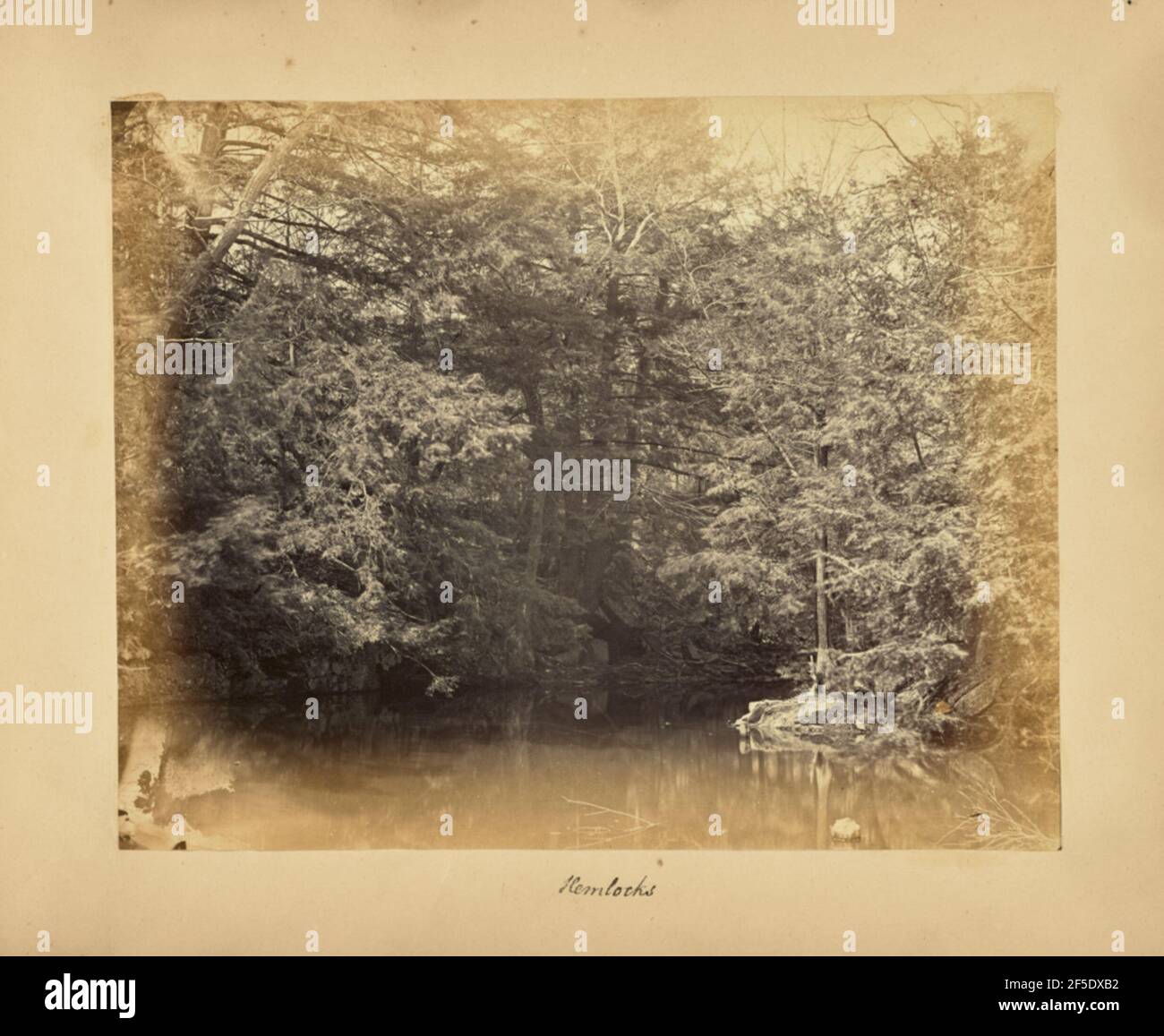 Hemlocks. View of tall hemlock trees growing on the banks of a pool ...