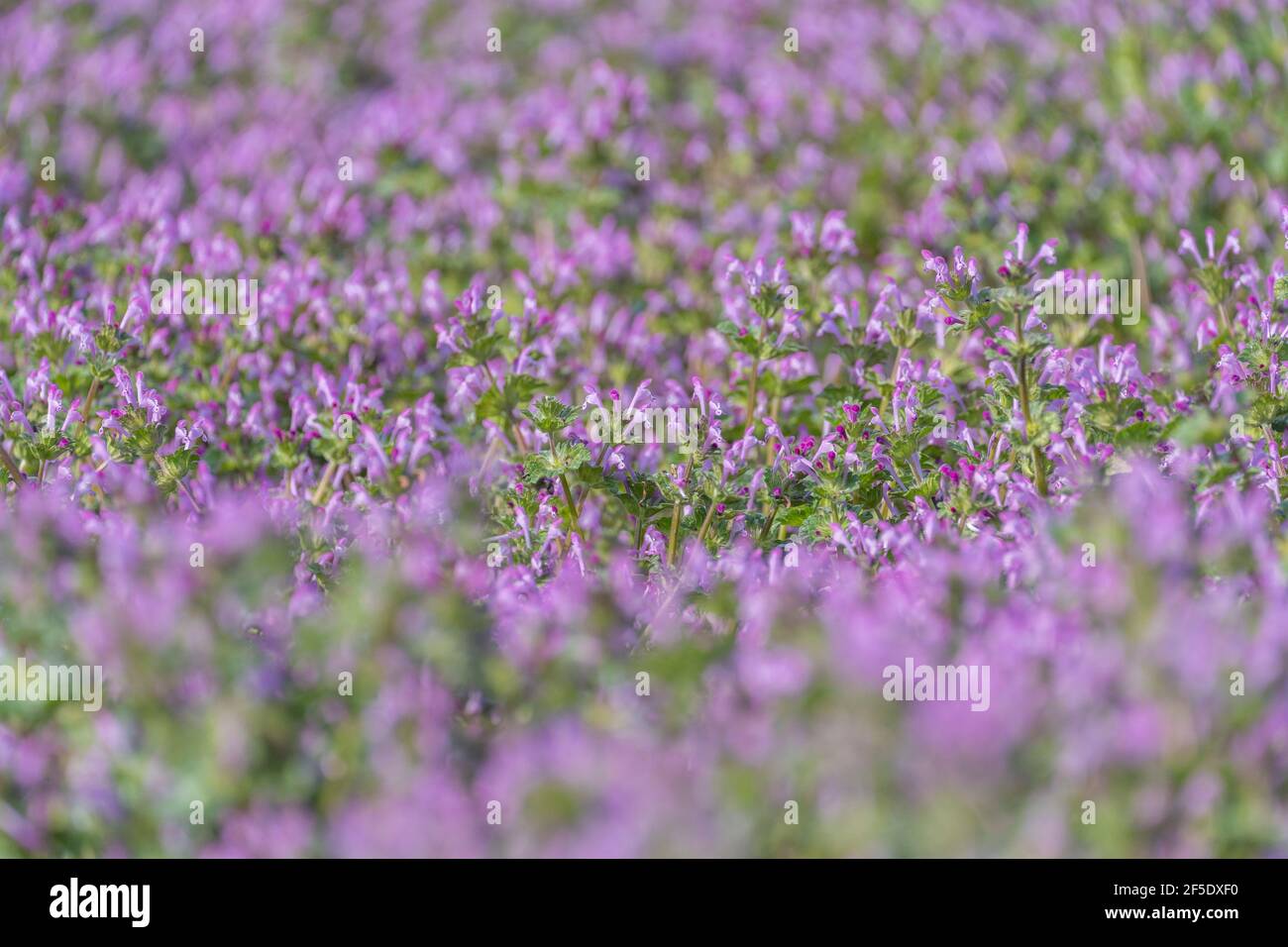 Common henbit (Lamium amplexicaule), Isehara City, Kanagawa Prefecture ...