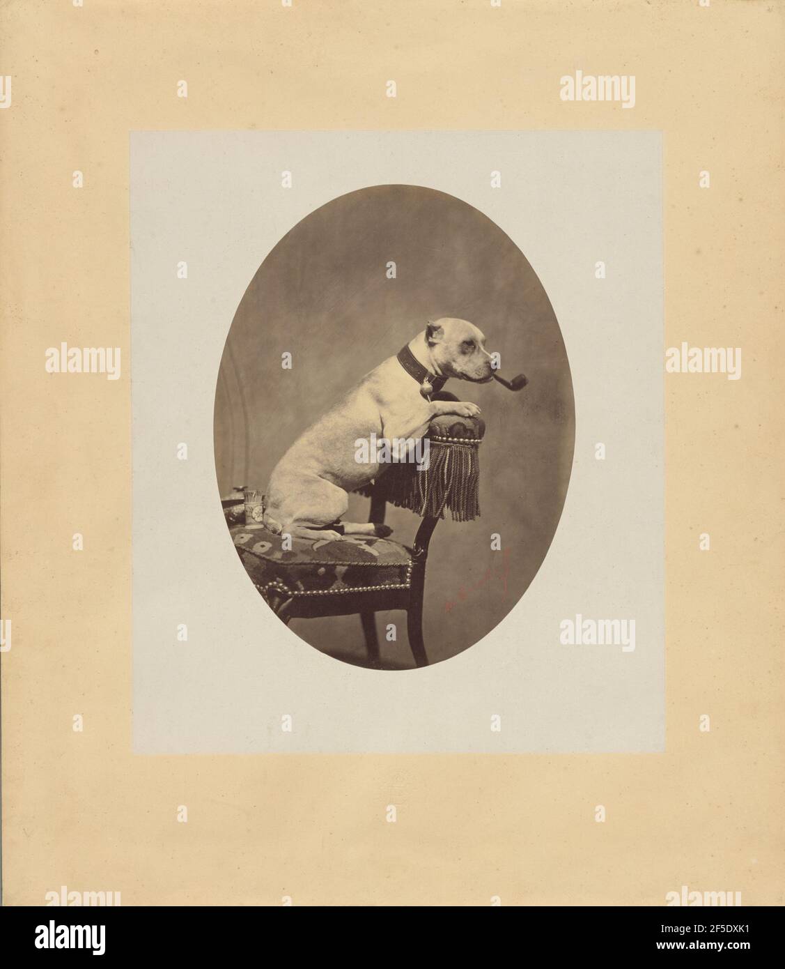 Dog smoking a pipe. Adrien Alban Tournachon (French, 1825 - 1903 Stock ...