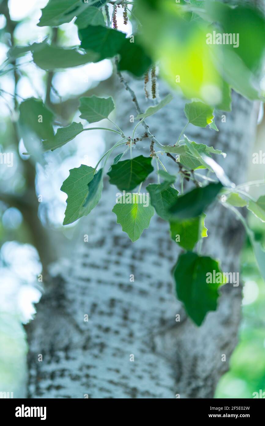 Silver Poplar High Resolution Stock Photography and Images - Alamy