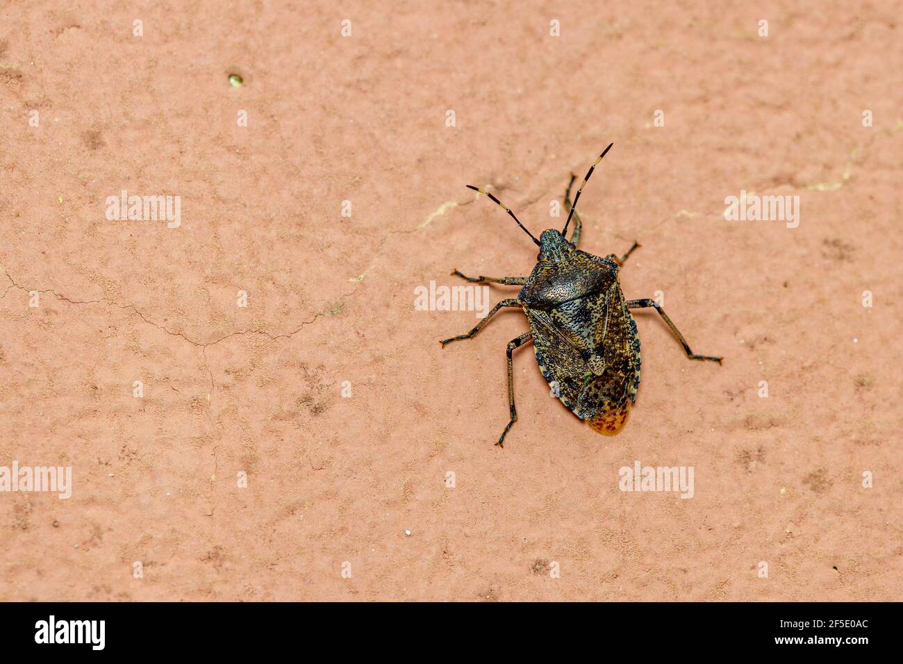 Gray bug hi-res stock photography and images - Alamy