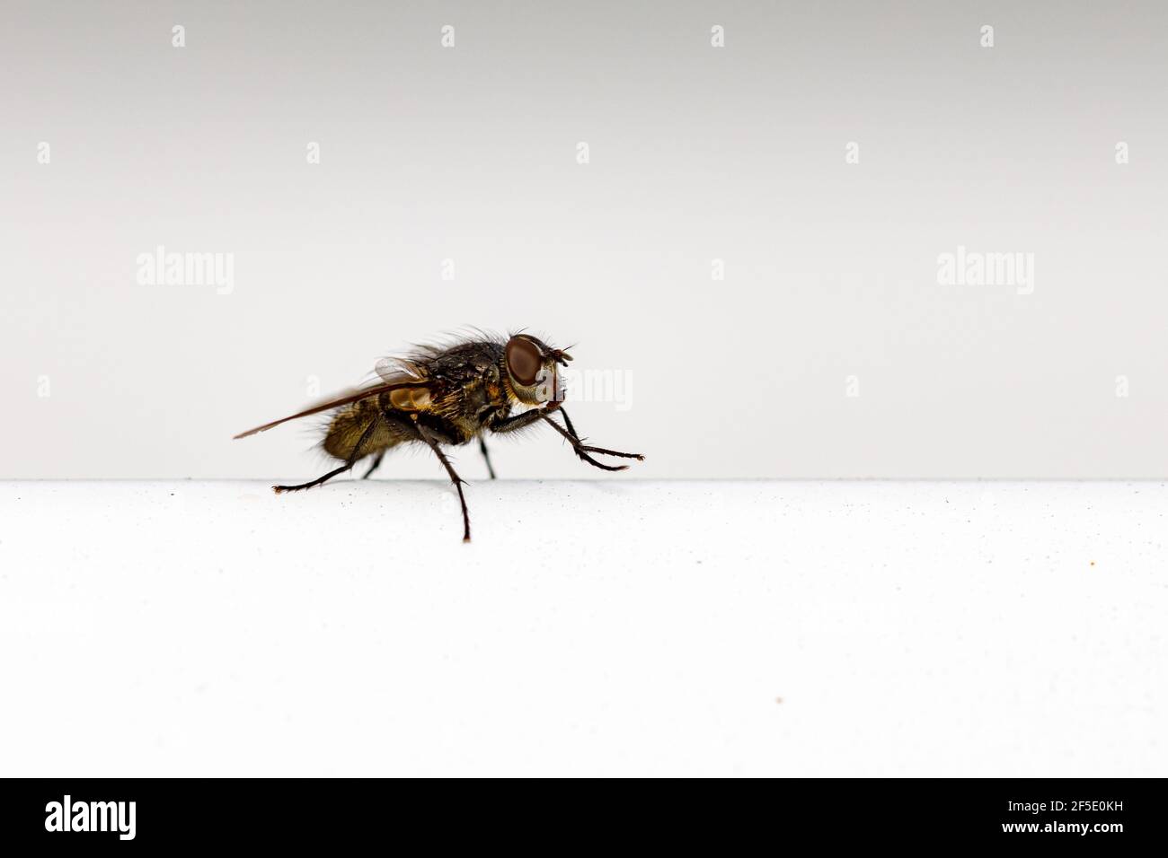 A fly on a withe background Stock Photo - Alamy