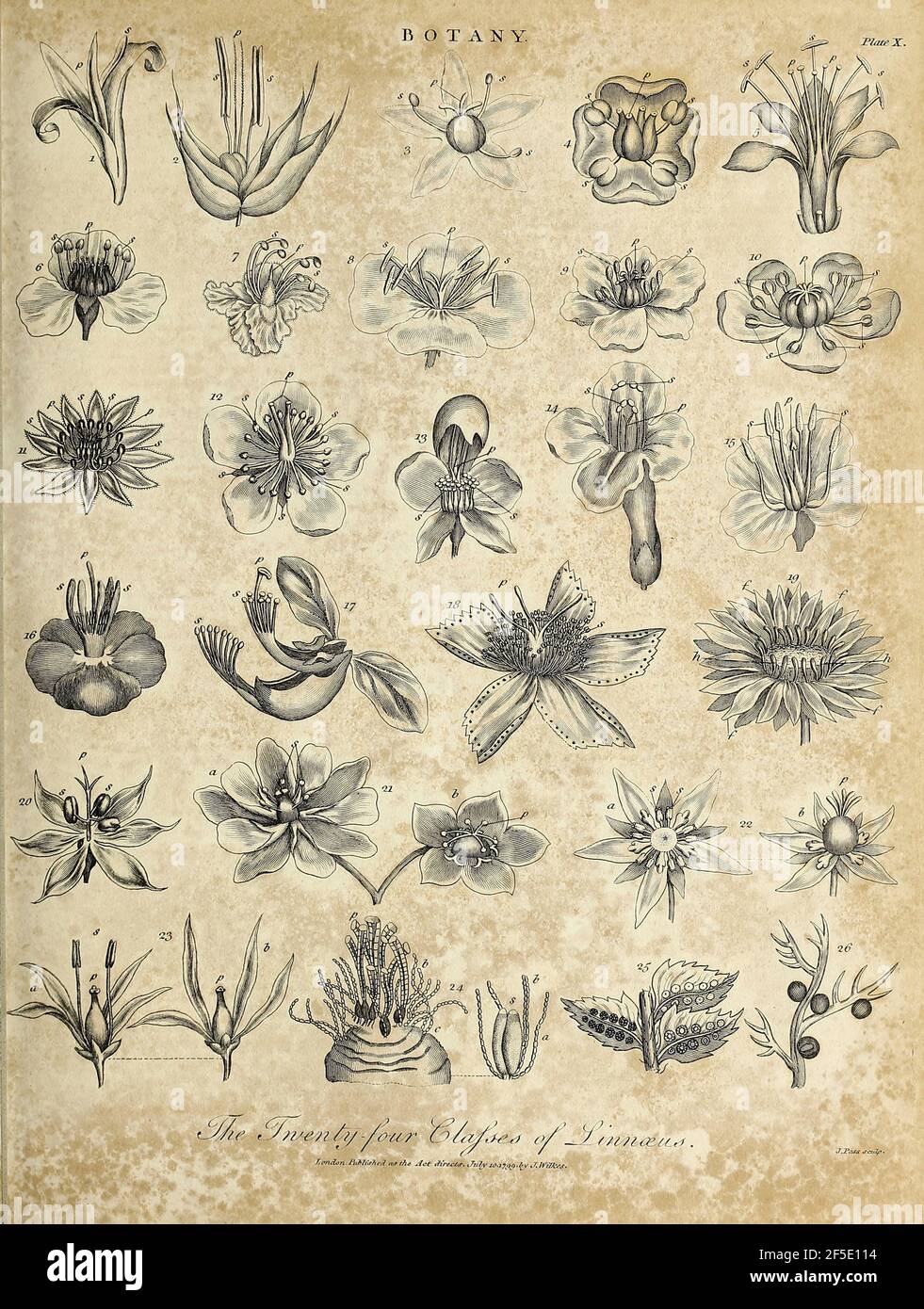 Carl linnaeus plant classification hi-res stock photography and images ...
