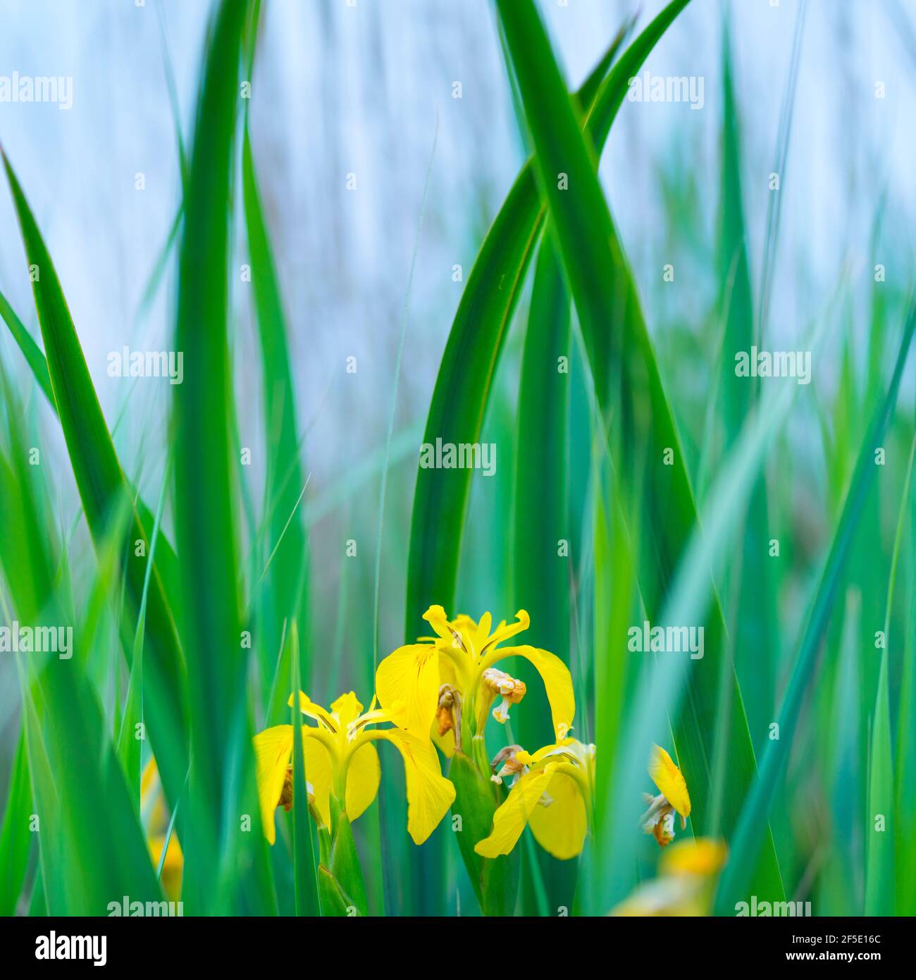 Yellow flag - Lirio amarillo (Iris pseudacorus), The Ebre Delta, The ...