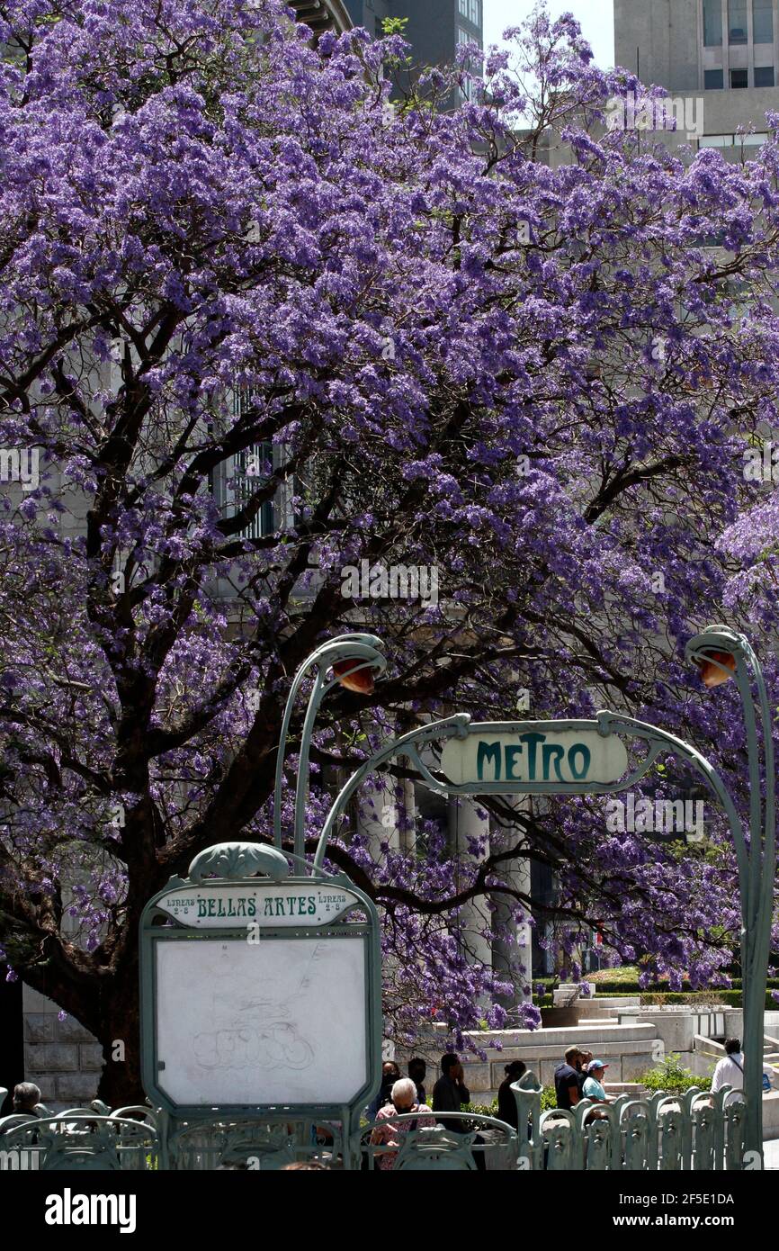 Jacaranda trees mexico city hi-res stock photography and images - Alamy