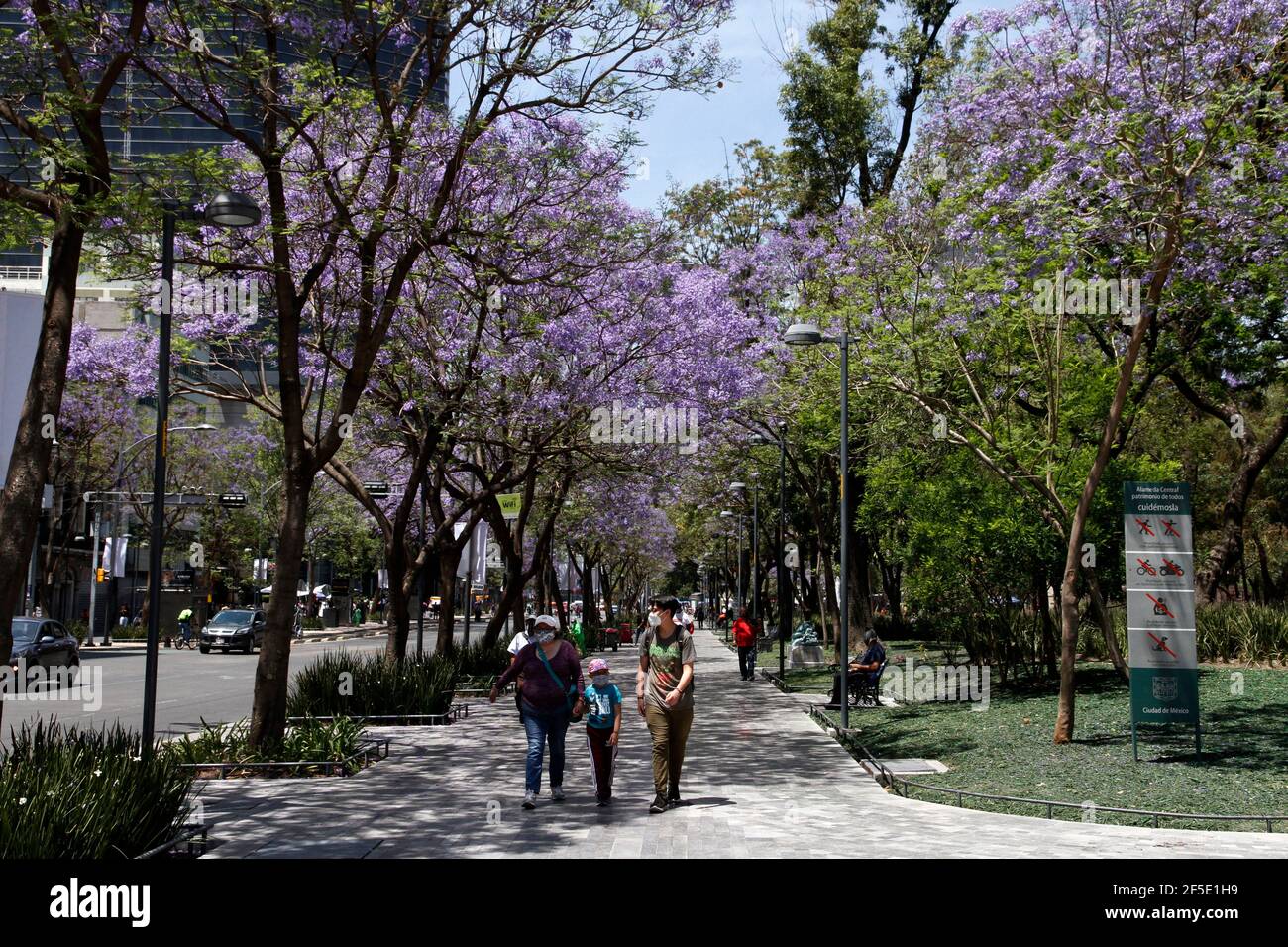 Jacaranda trees mexico city hi-res stock photography and images - Alamy