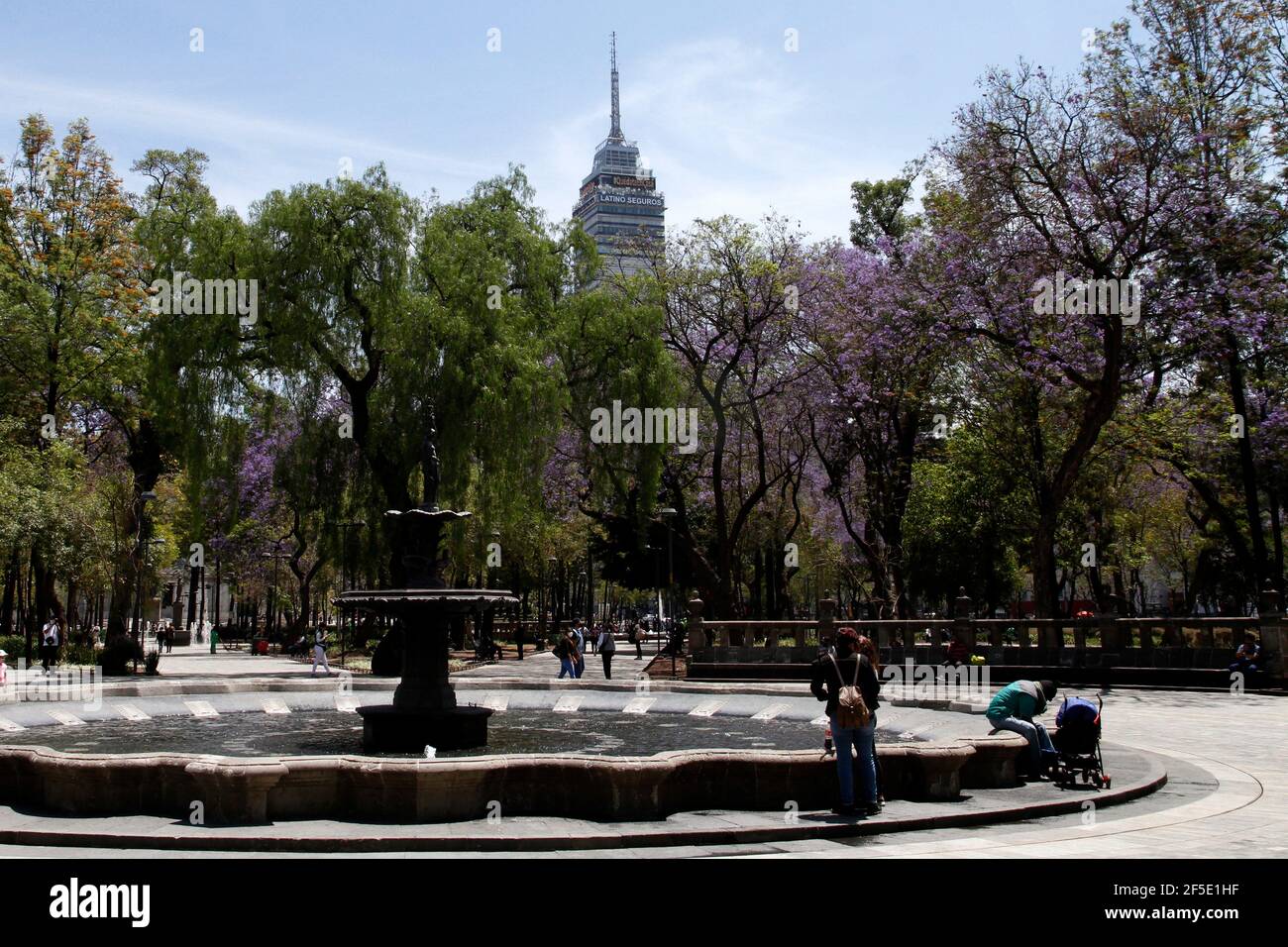 Jacaranda trees mexico city hi-res stock photography and images - Alamy
