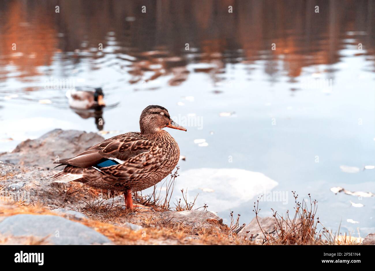 Wild ducks in mountain lake. Mountain lake landscape. Beautiful autumn ...