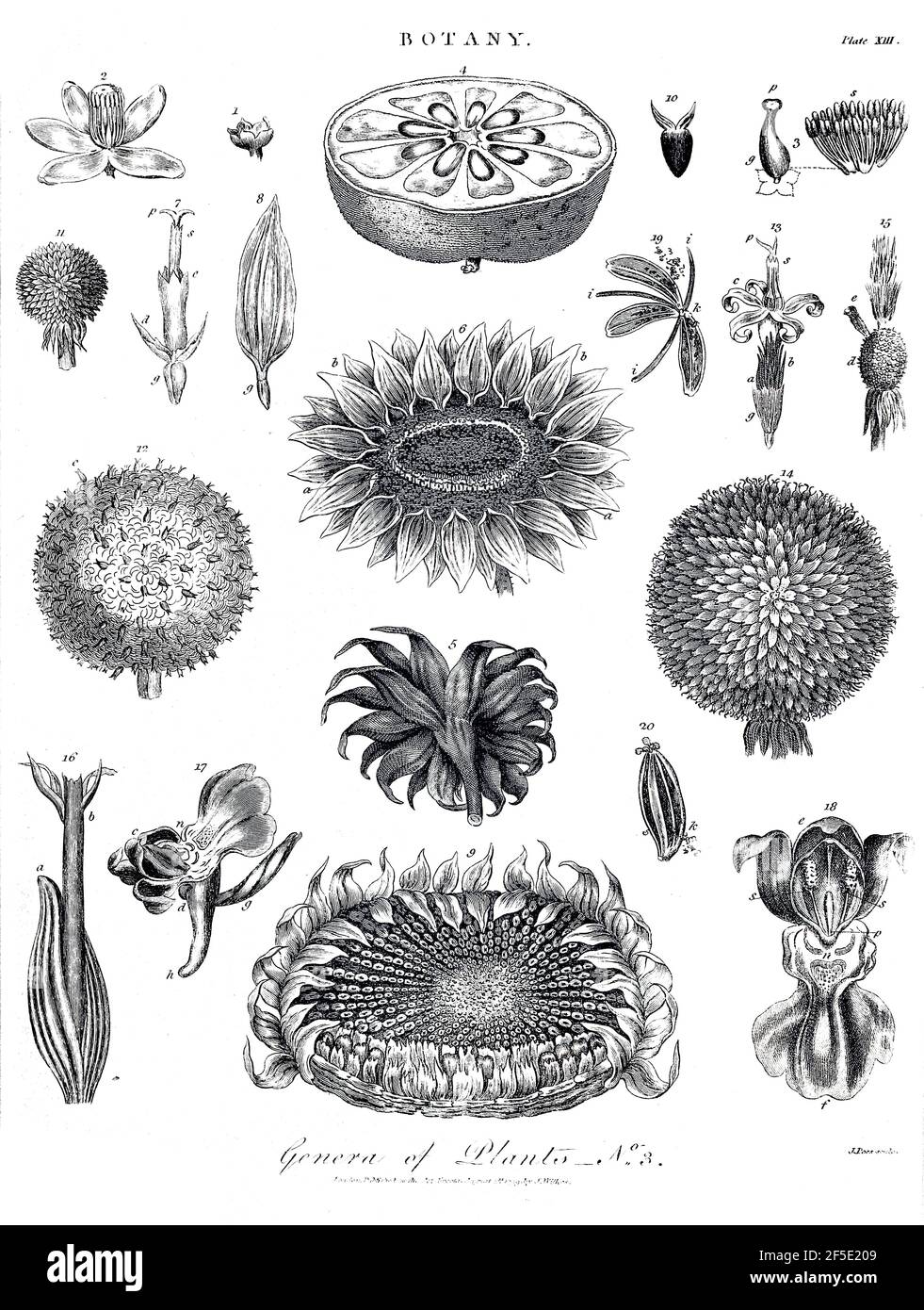 Carl linnaeus plant classification hi-res stock photography and images ...