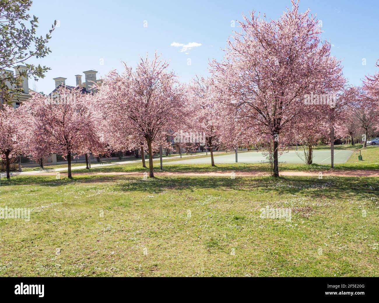 cityscape of public garden with flowering trees covered with pink ...