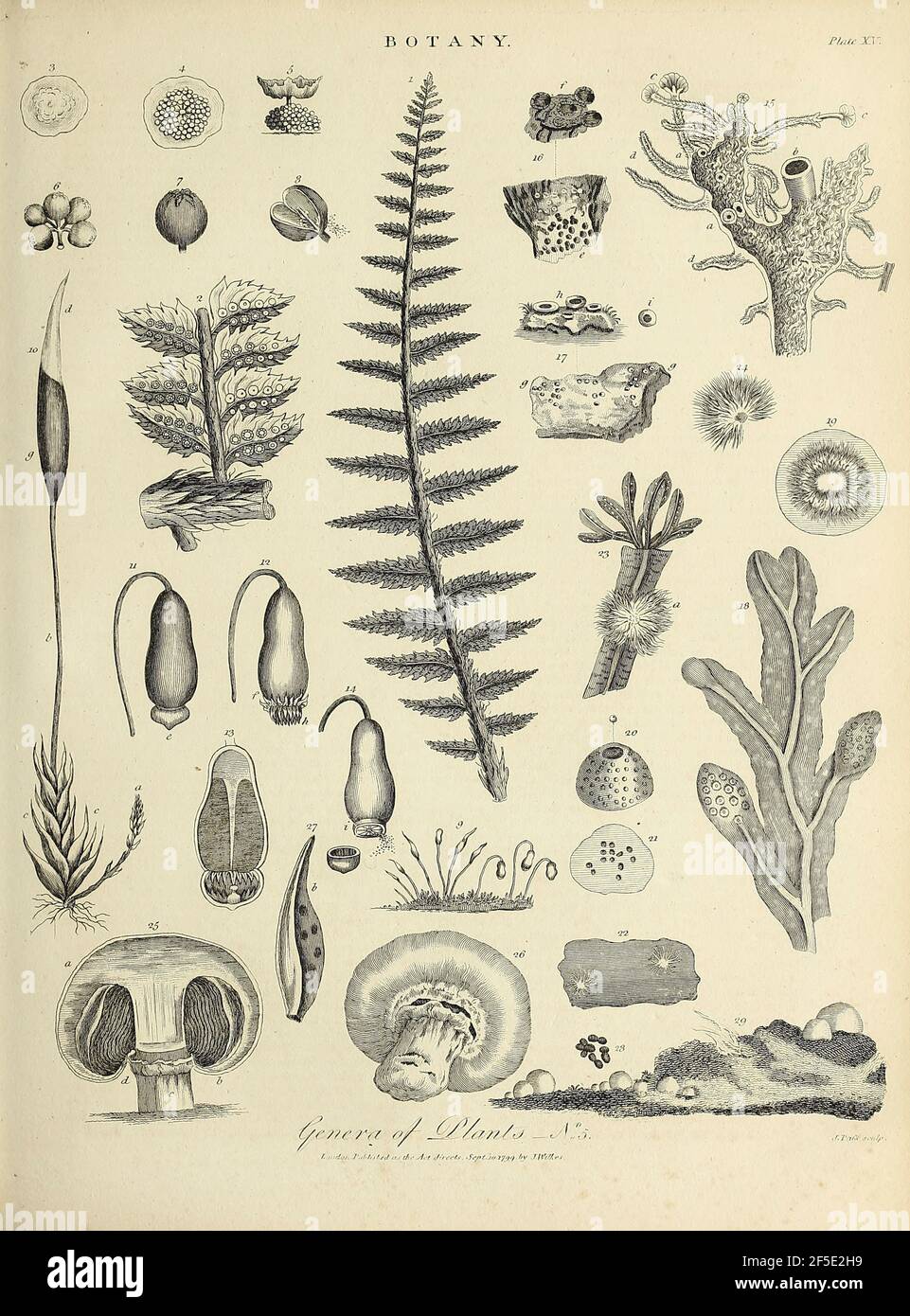 Carl linnaeus plant classification hi-res stock photography and images ...