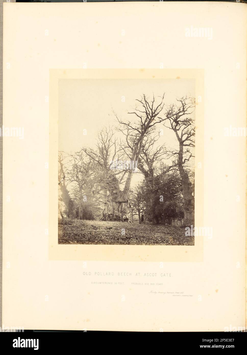 Pollard tree woodland hi-res stock photography and images - Alamy