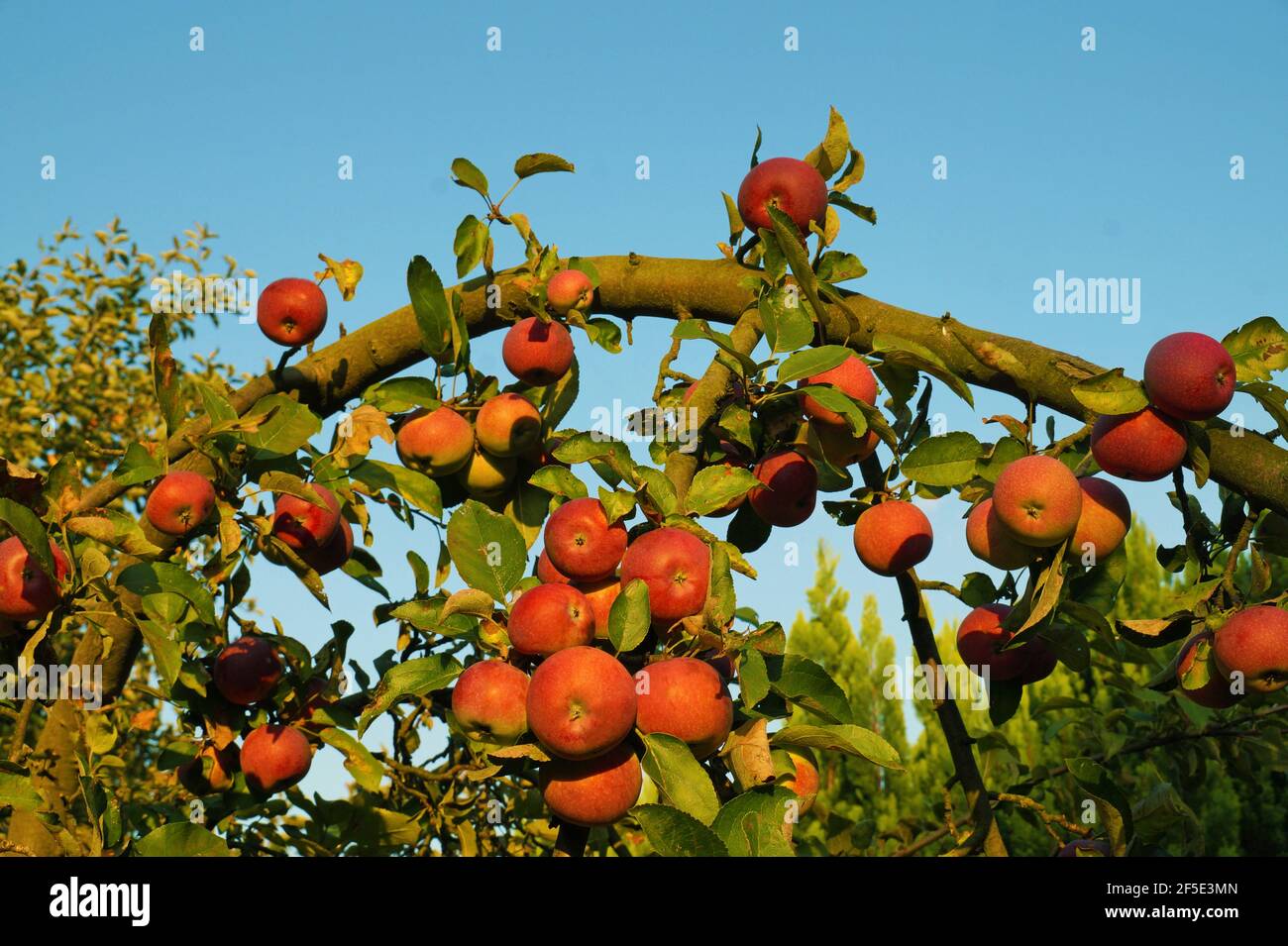 Branch of apple trees bending under the weight of fruit. Autumn orchard ...