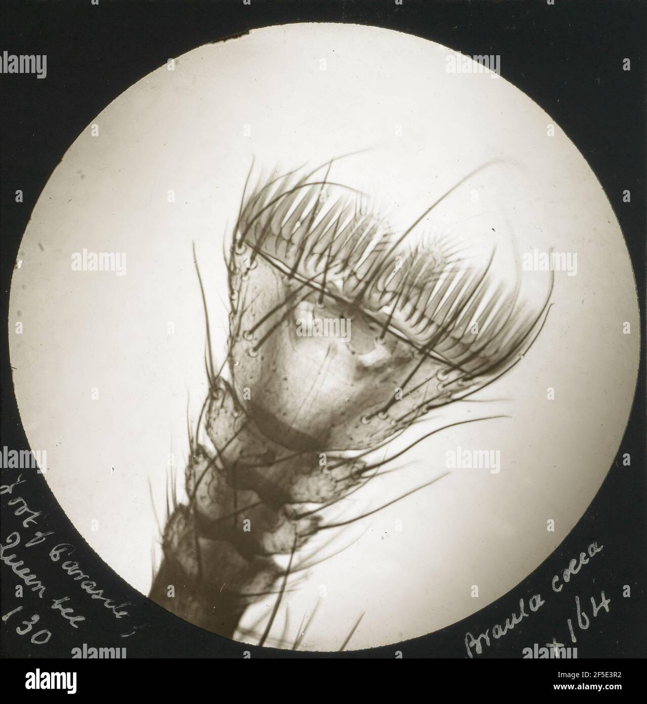 Foot of Parasite of Queen Bee. Braula Coeca.. Frederick H. Evans ...