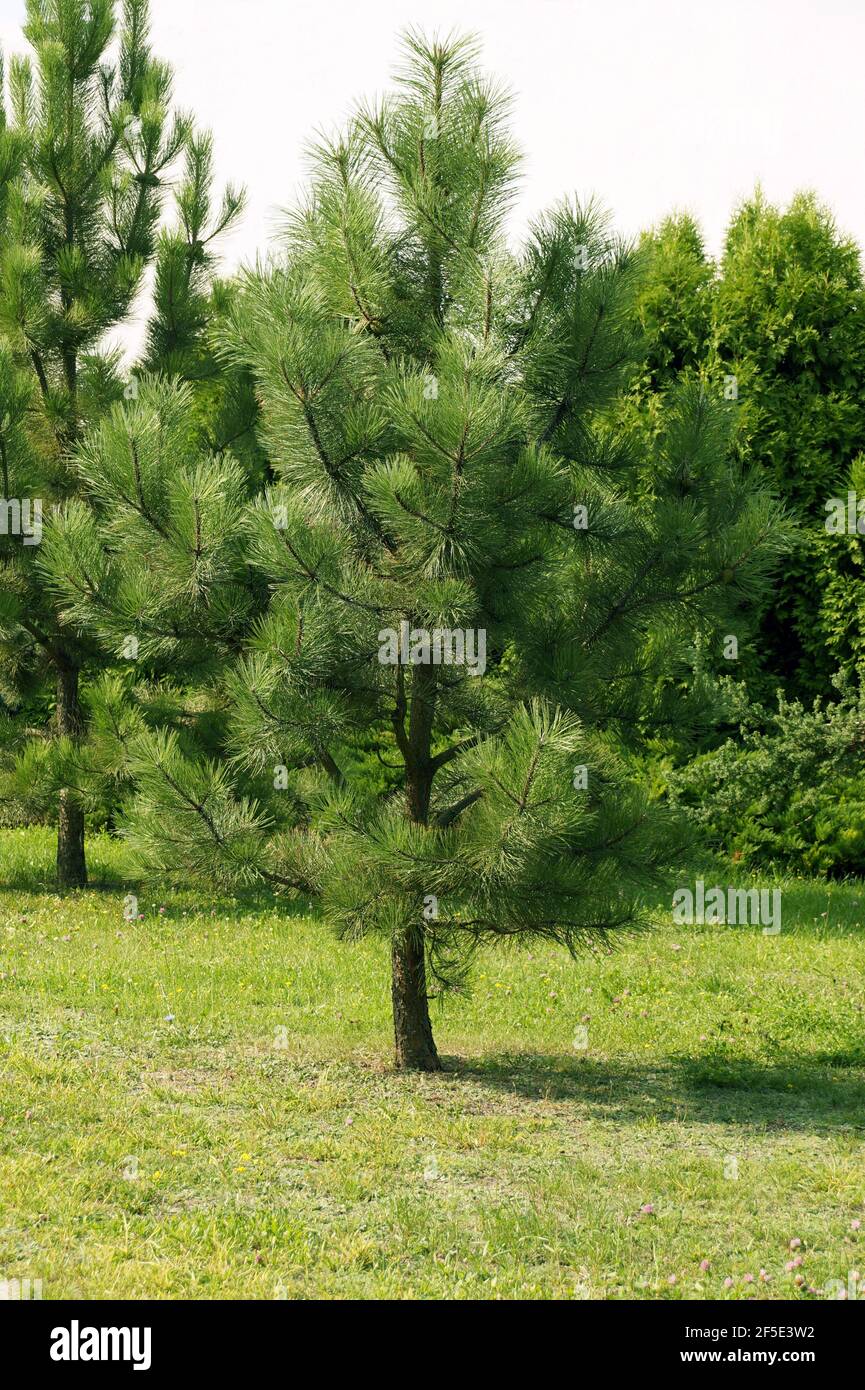 Young black pine tree. The variety is extremely resistant to ...