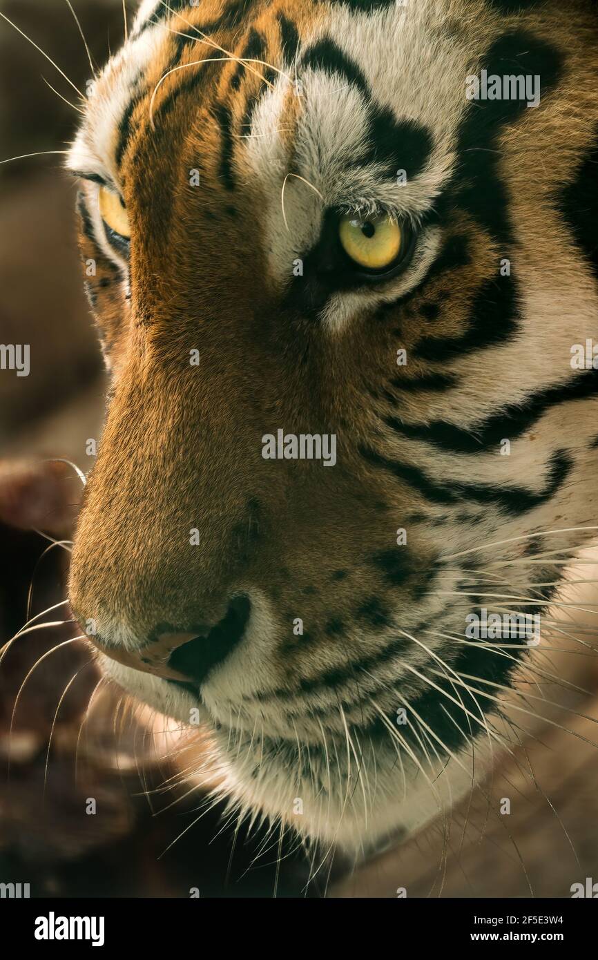 Bengal Tiger intense stare Stock Photo - Alamy