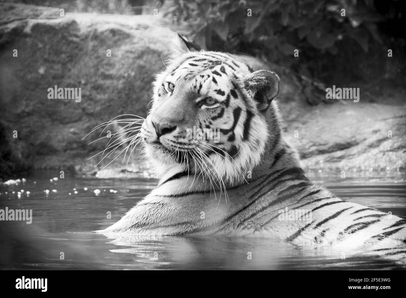 Wet tigers Black and White Stock Photos & Images - Alamy