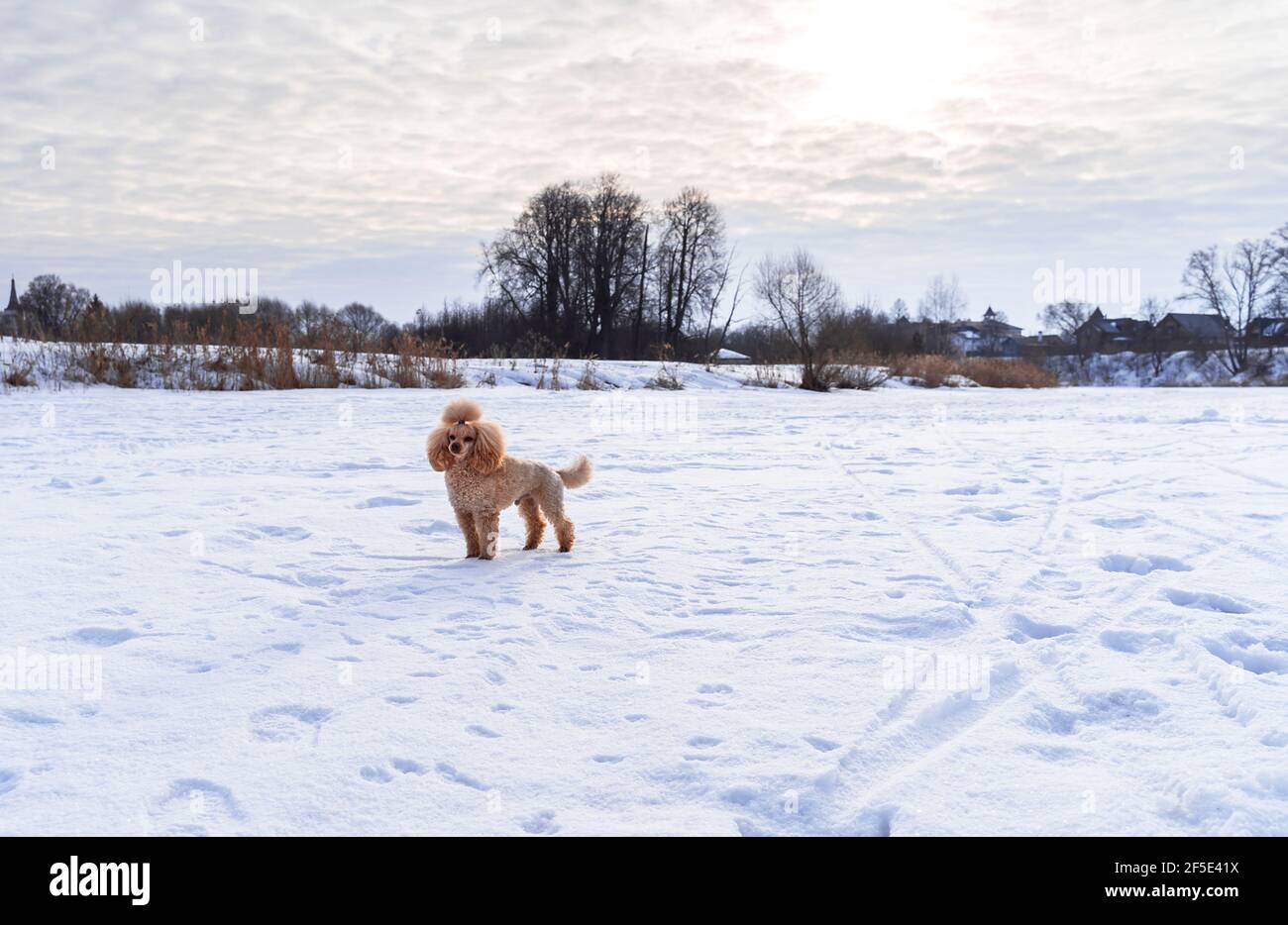 Cute small golden dog playing in snow outdoors. Happy family vacation ...