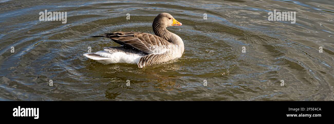 GreyLag Goose single portrait close up view washing and preening in ...