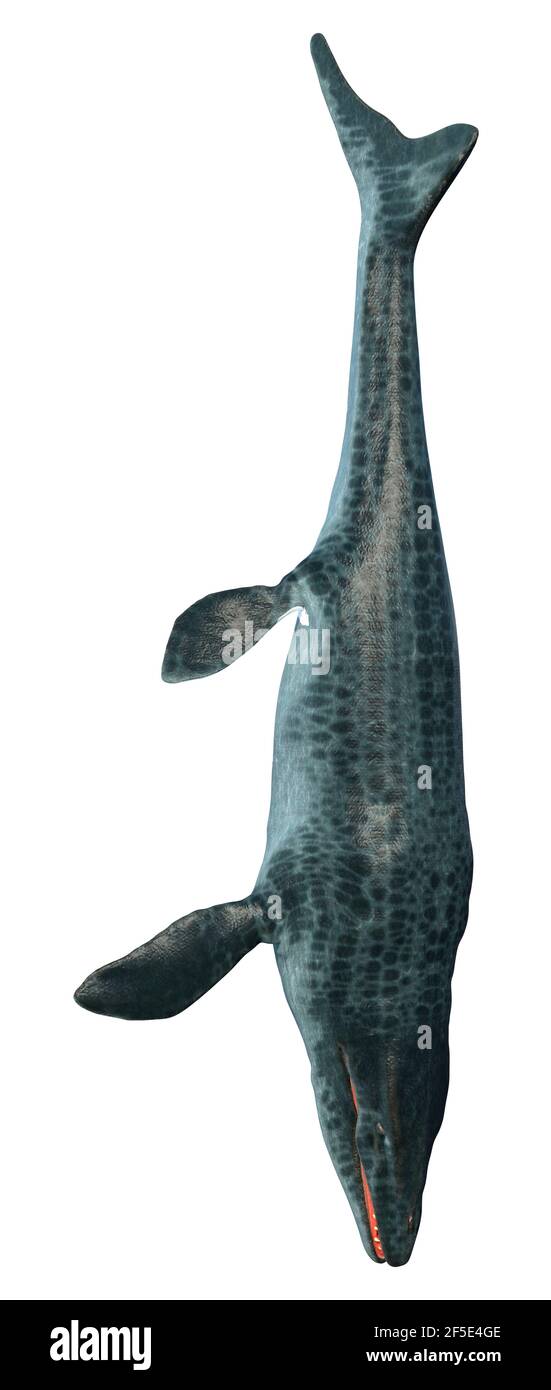 3D rendering of a large marine extinct reptile Mosasaur isolated on ...