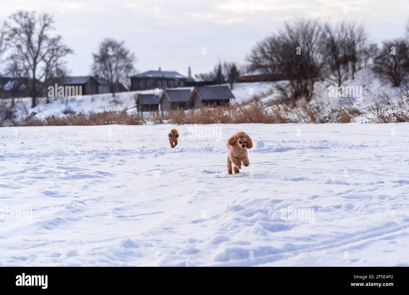 Cute small golden dogs playing in snow outdoors. Happy family vacation ...