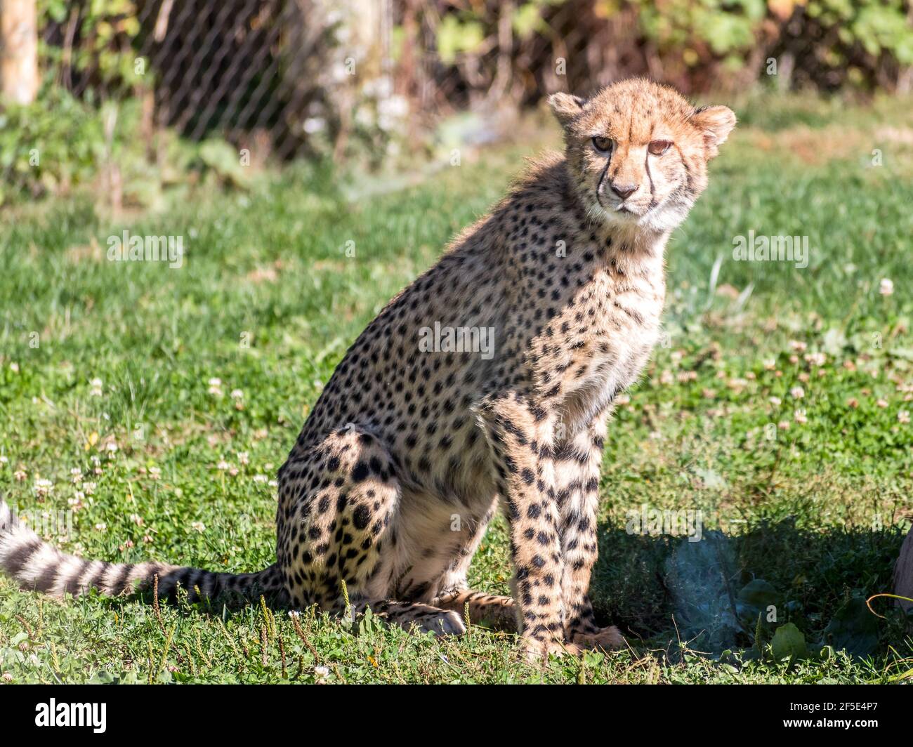 Shot of a little cheetah sitting on the grass in front of a mesh in the ...