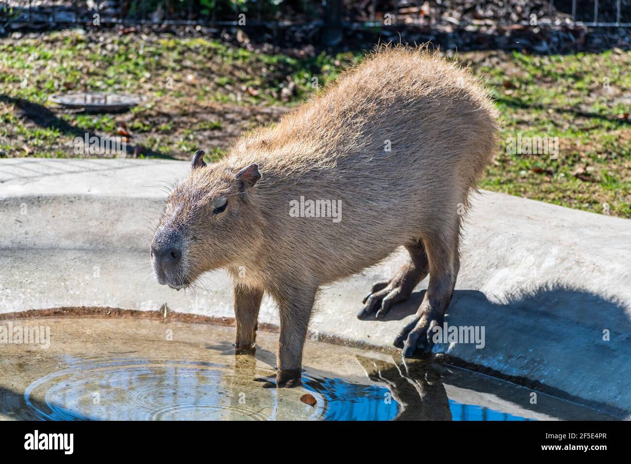 Capybara face hi-res stock photography and images - Alamy
