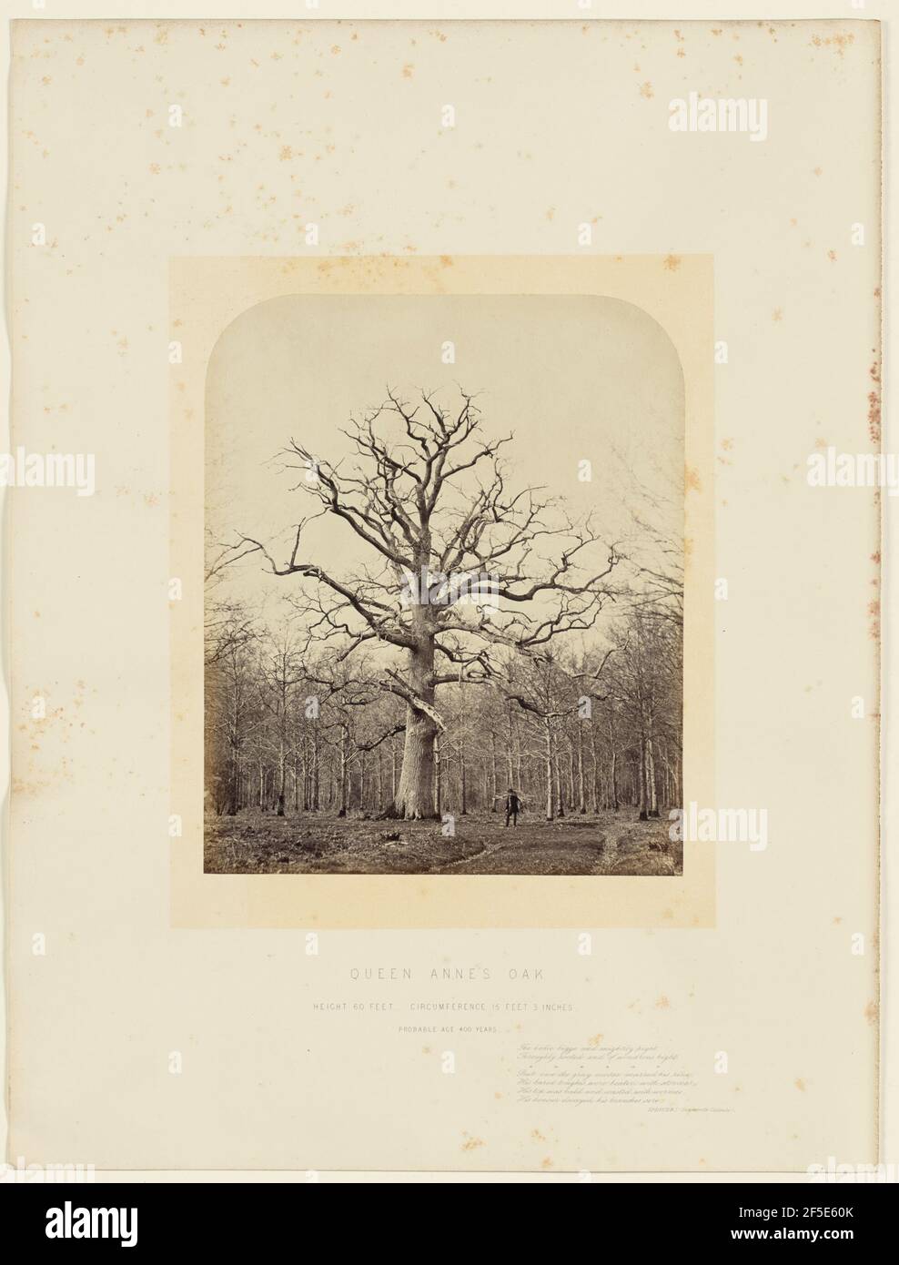 Queen Anne's Oak Stock Photo - Alamy