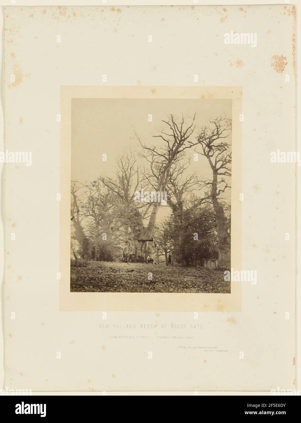 Pollarding historic tree hi-res stock photography and images - Alamy