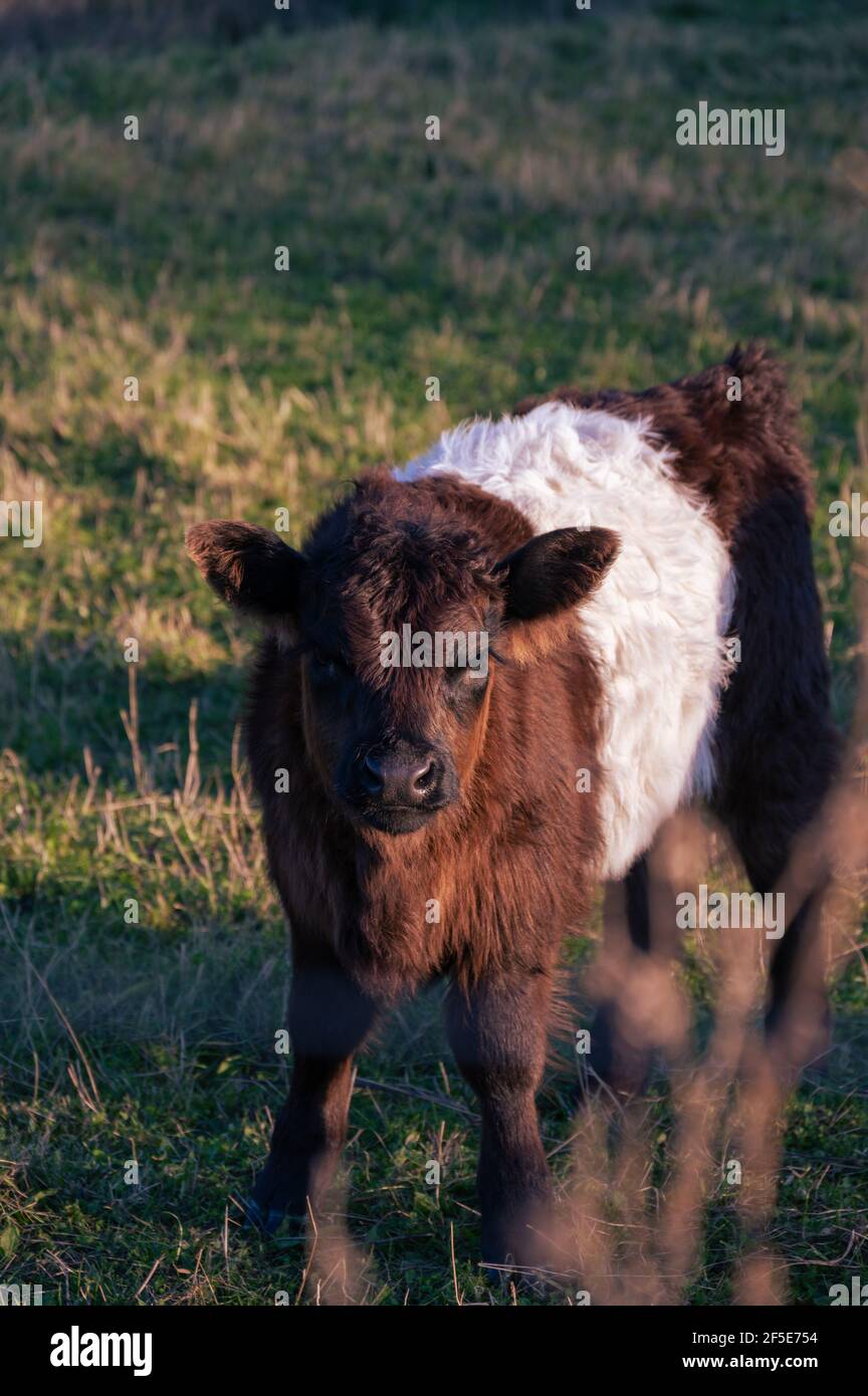New born bull calf hi-res stock photography and images - Alamy
